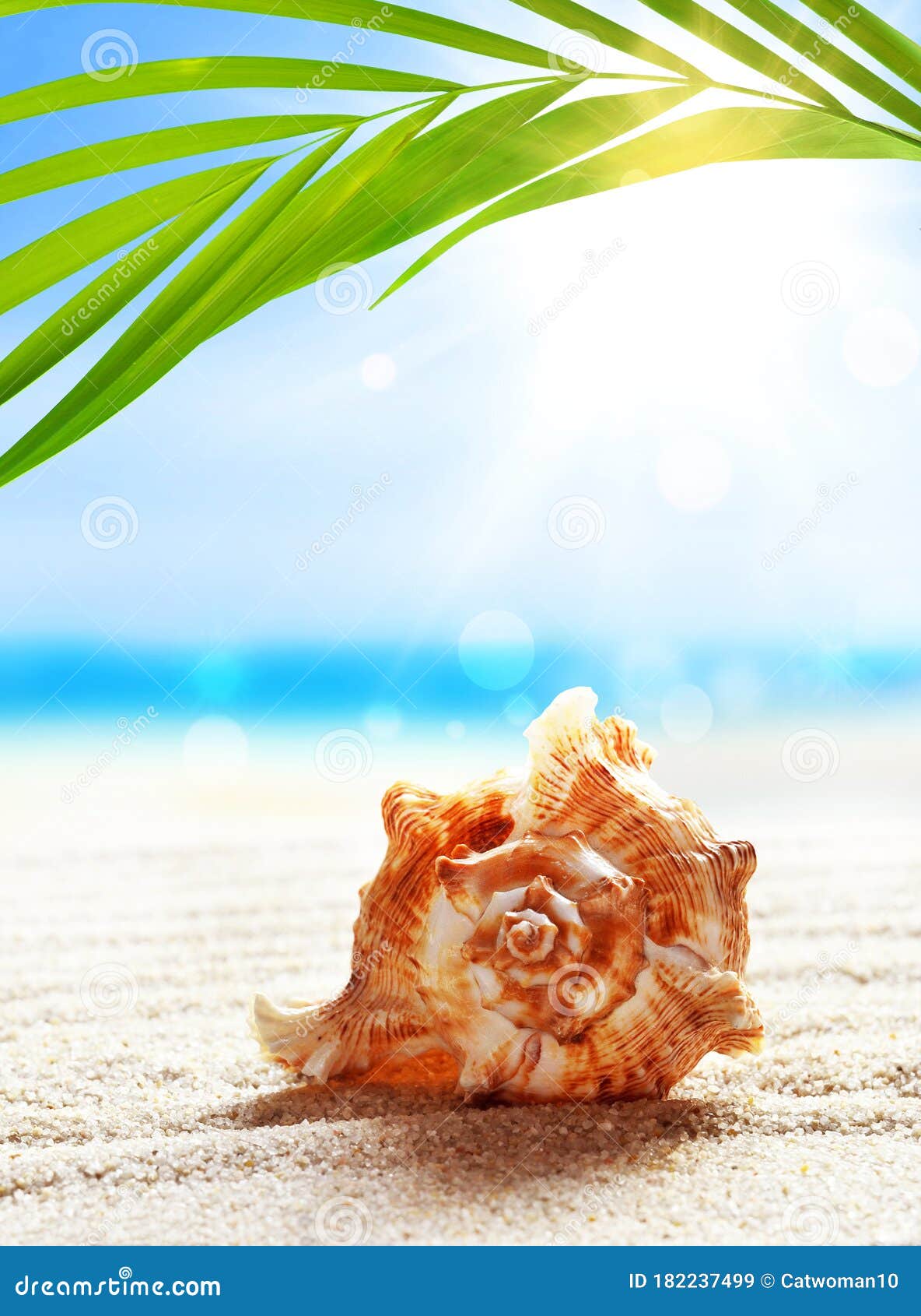 Summer Beach with Seashell on Sand and Tropical Palm Leaf Stock Image ...