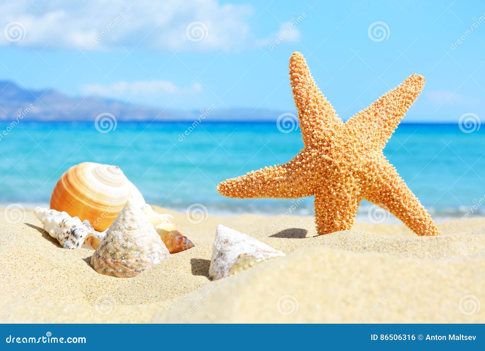 Beach Starfish And Shells