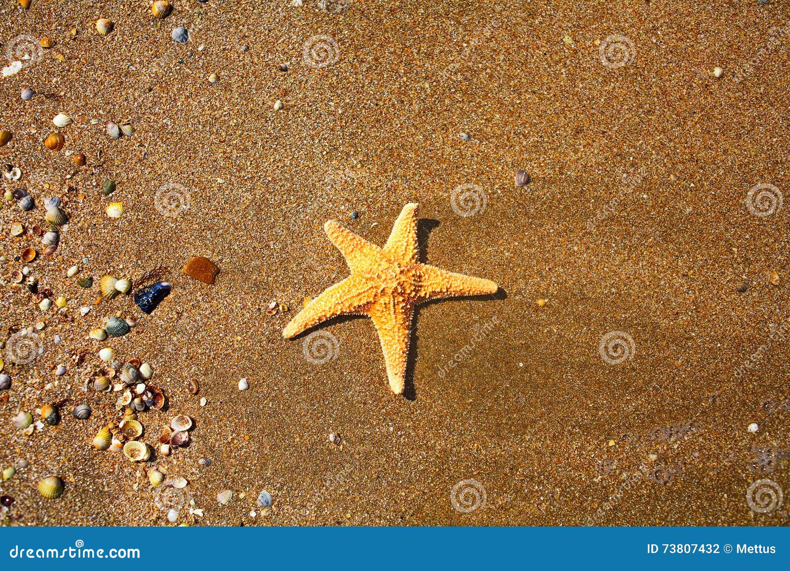 Summer Beach. Starfish and Small Seashell on the Sand from Above. Stock ...