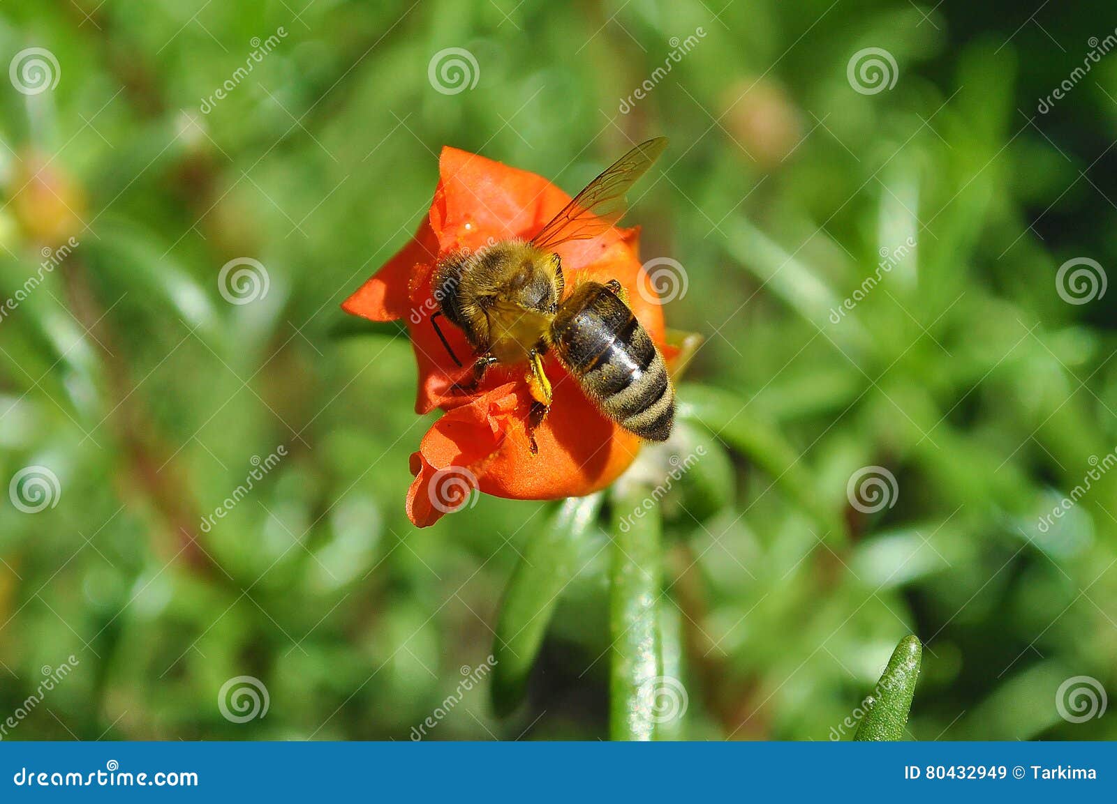 Summer bee stock image. Image of nectar, pollen, summer - 80432949
