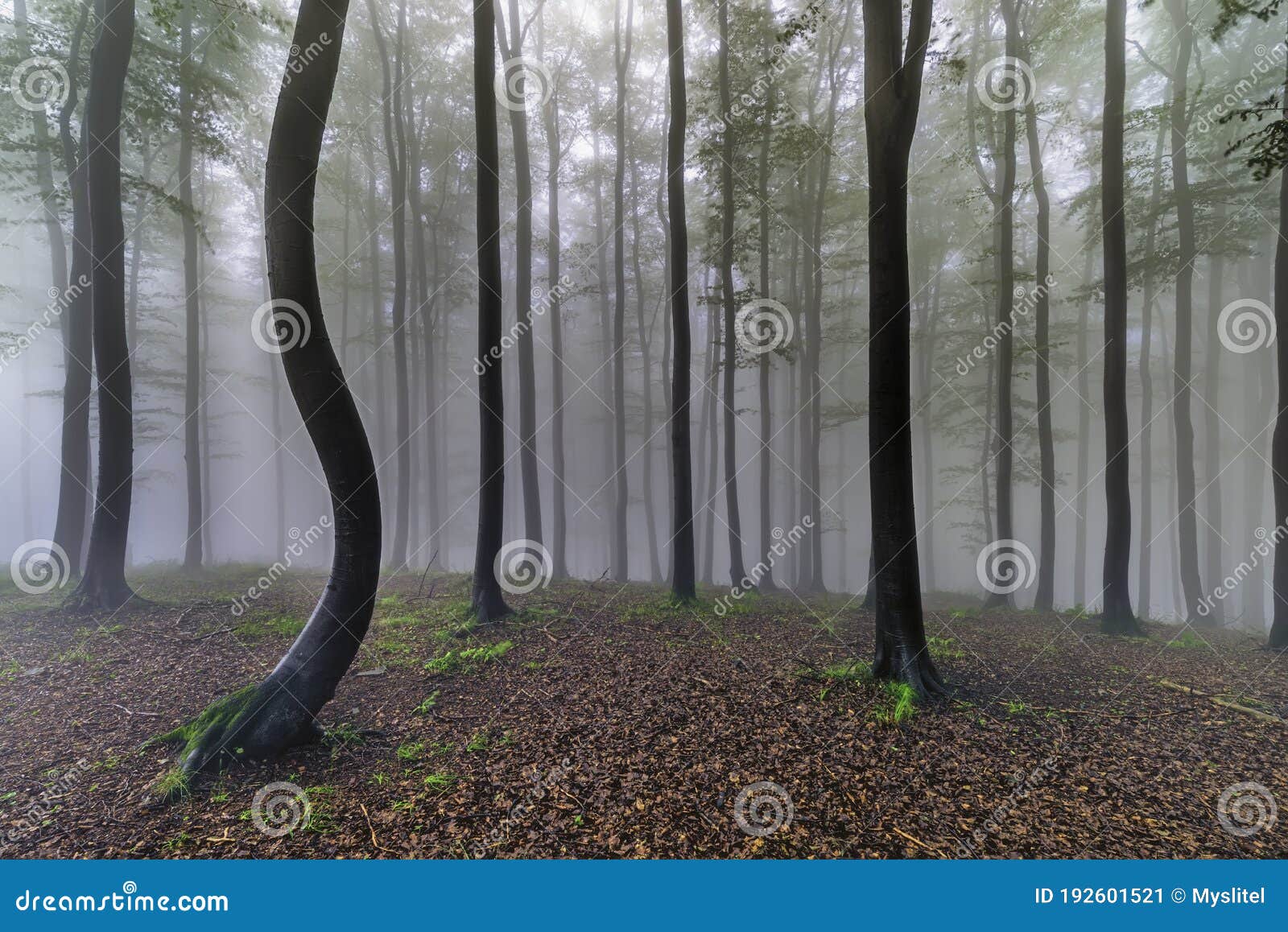 Summer beech forest stock image. Image of ecosystem - 192601521