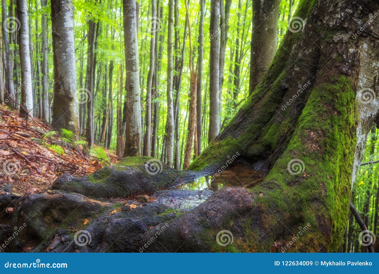 Summer Beech Forest on the Slopes of the Mountains, Ukrainian ...
