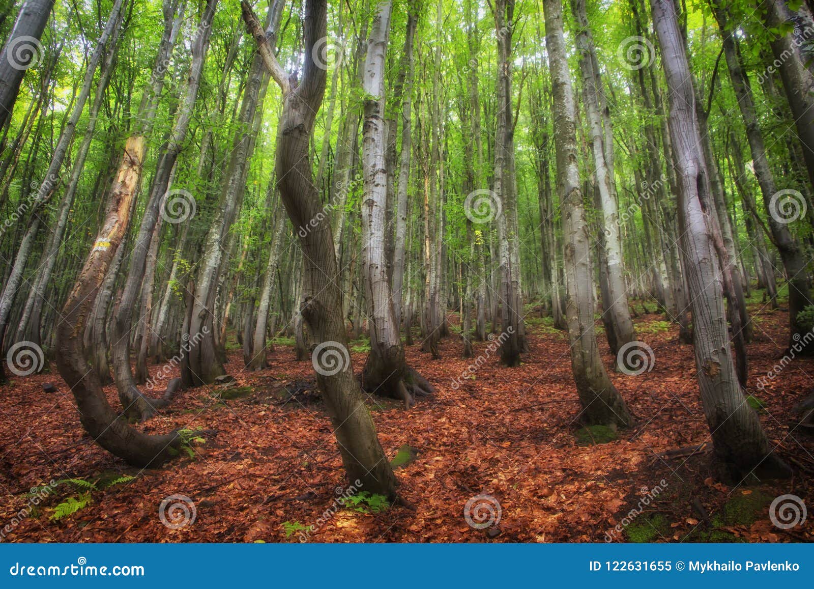 Summer Beech Forest on the Slopes of the Mountains, Ukrainian ...