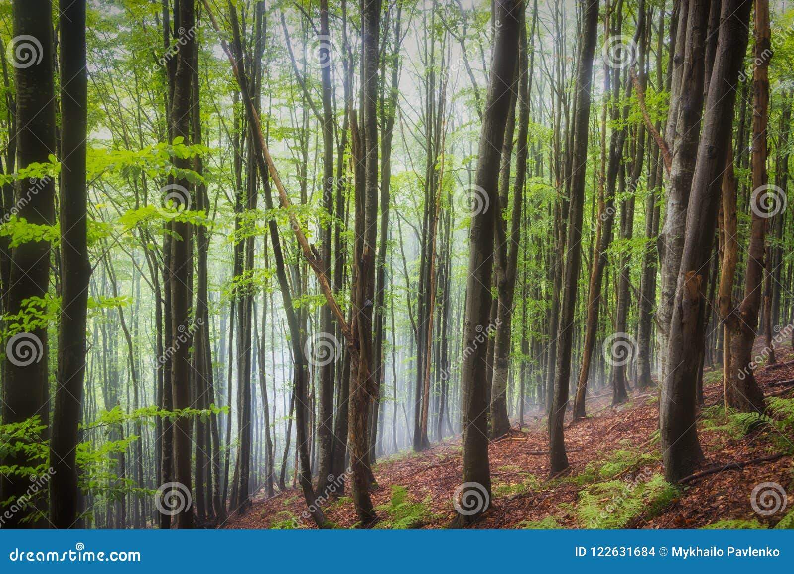 Summer Beech Forest on the Slopes of the Mountains, Ukrainian ...
