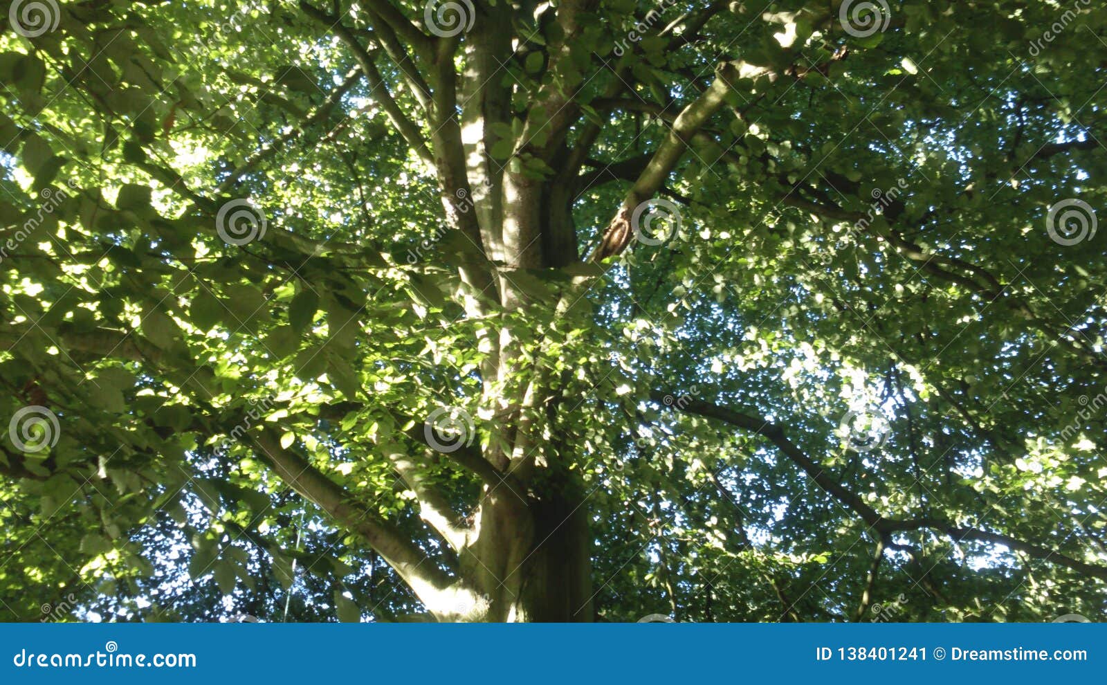 Summer beech tree stock image. Image of tree, summer - 138401241