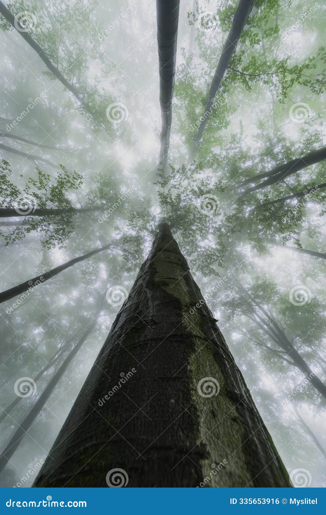 Summer Beech Trees with Fog Stock Photo - Image of high, foggy: 335653916
