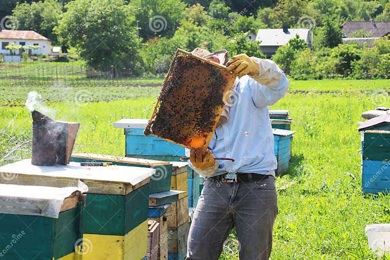 At the Apiary, the Beekeeper Inspects the Combs Stock Image - Image of ...