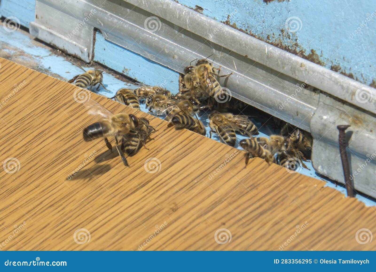 In the Summer Near the Bee Hive Stock Image - Image of gathering ...