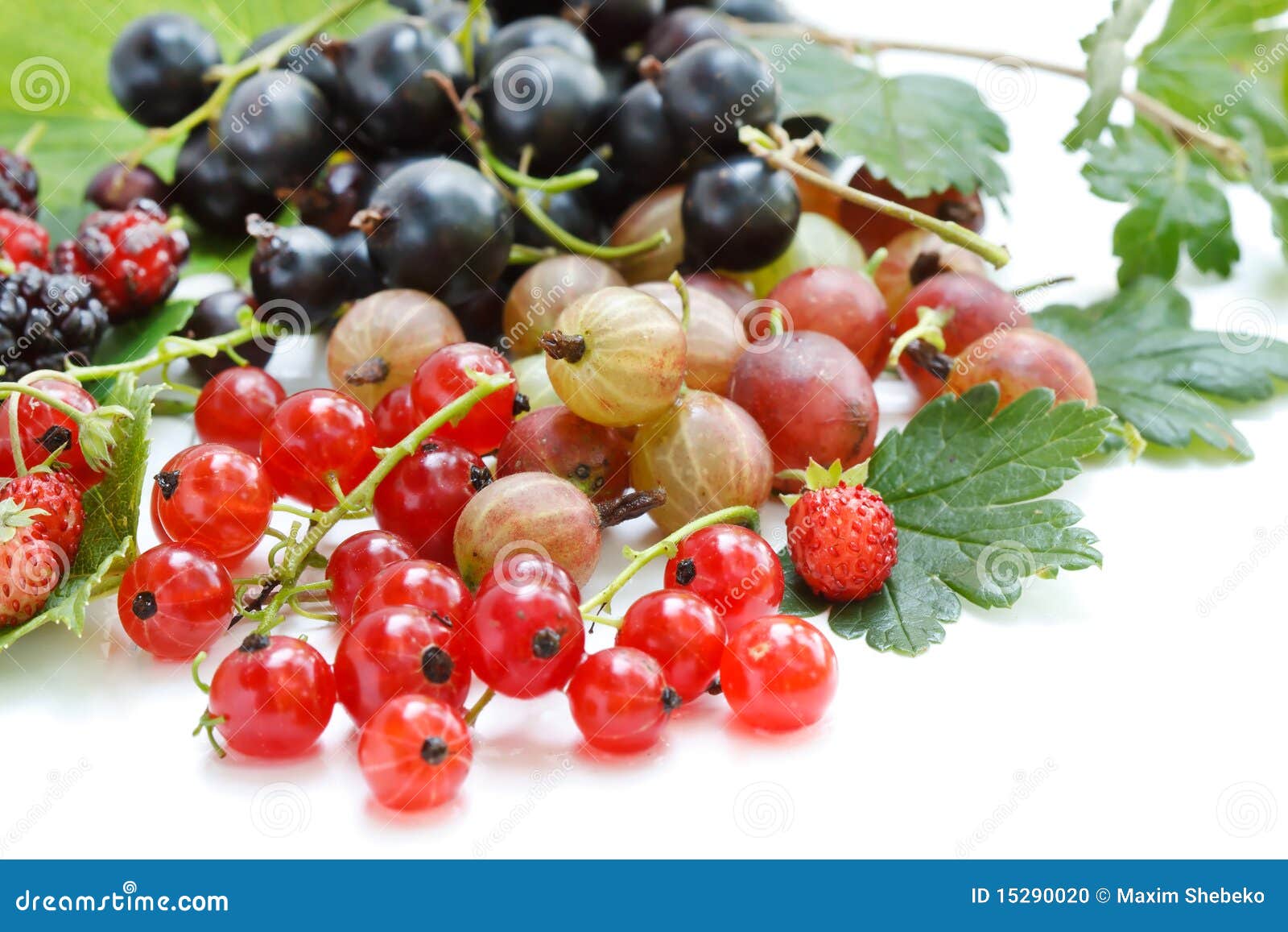 Summer berries stock photo. Image of eating, leaves, leaf - 15290020