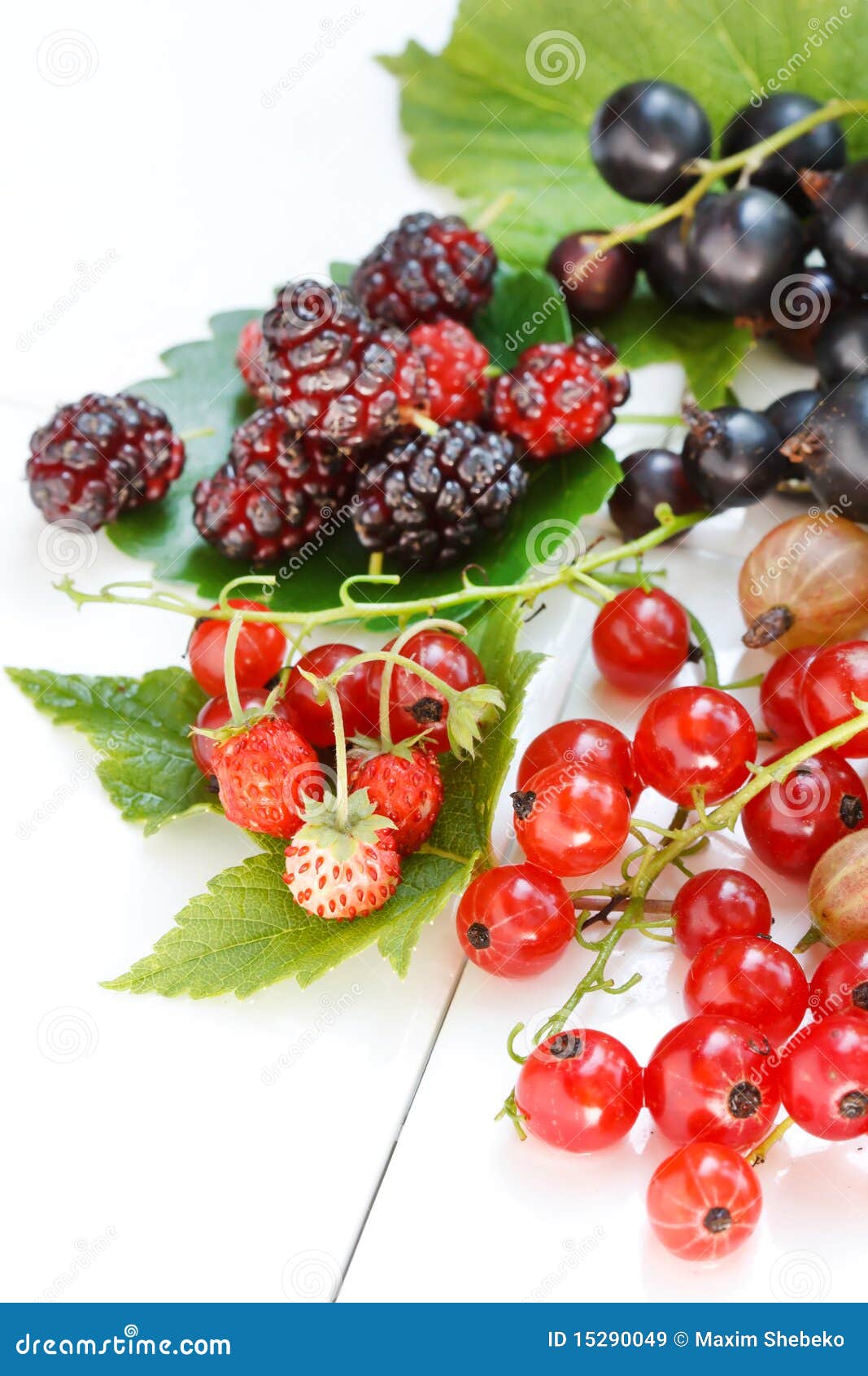 Summer berries stock image. Image of black, juicy, leaves - 15290049
