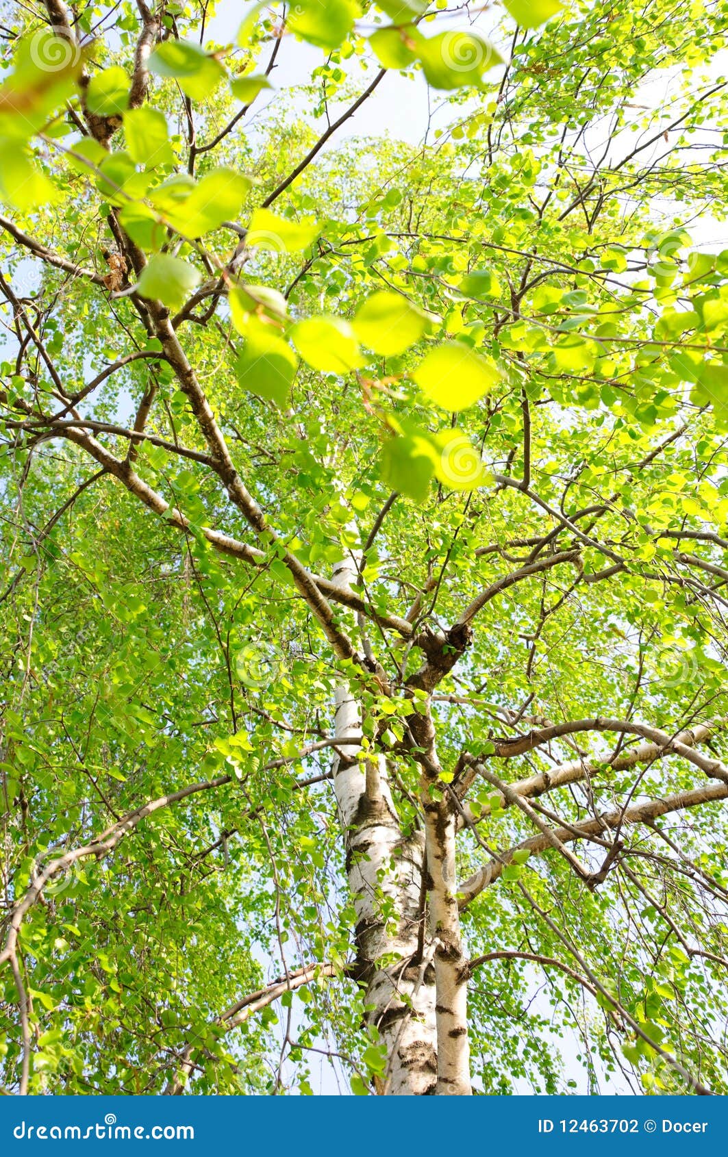 Summer birch stock photo. Image of nature, outdoor, spring - 12463702