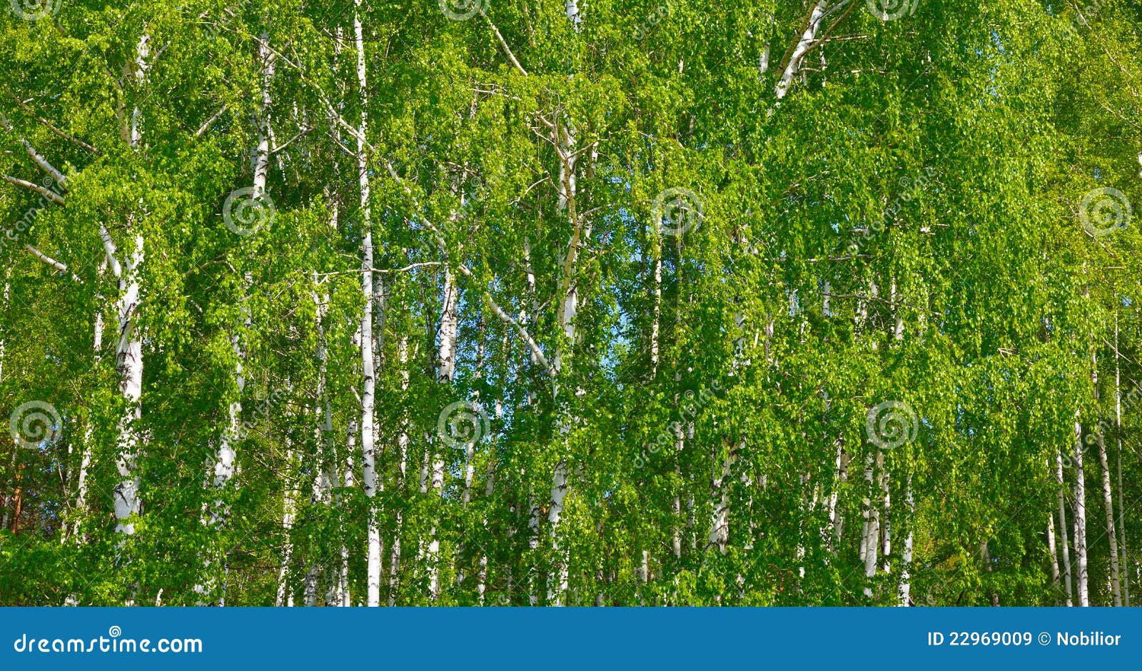 Summer birch forest stock image. Image of life, clear - 22969009