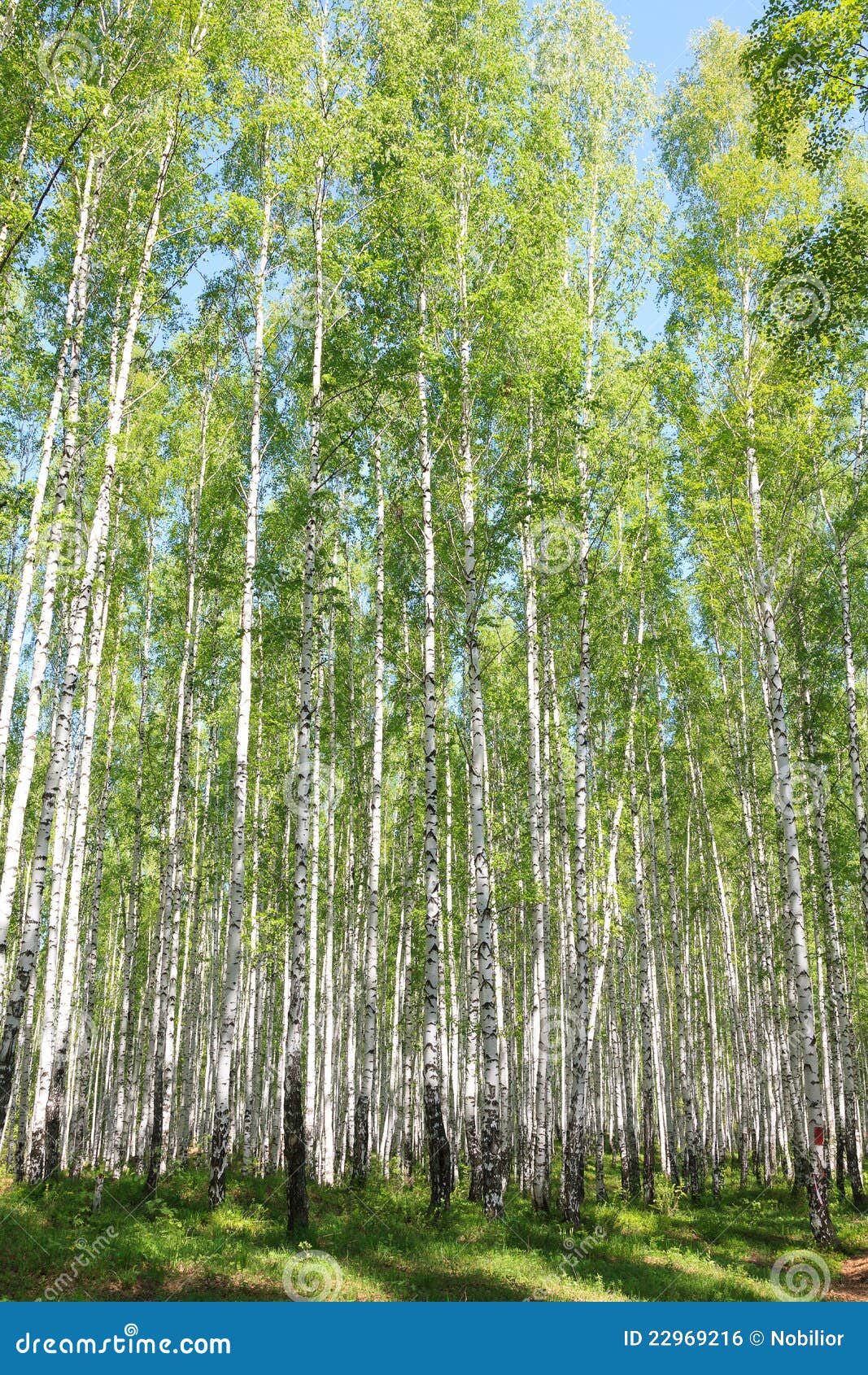 Summer birch forest stock photo. Image of russia, landscape - 22969216