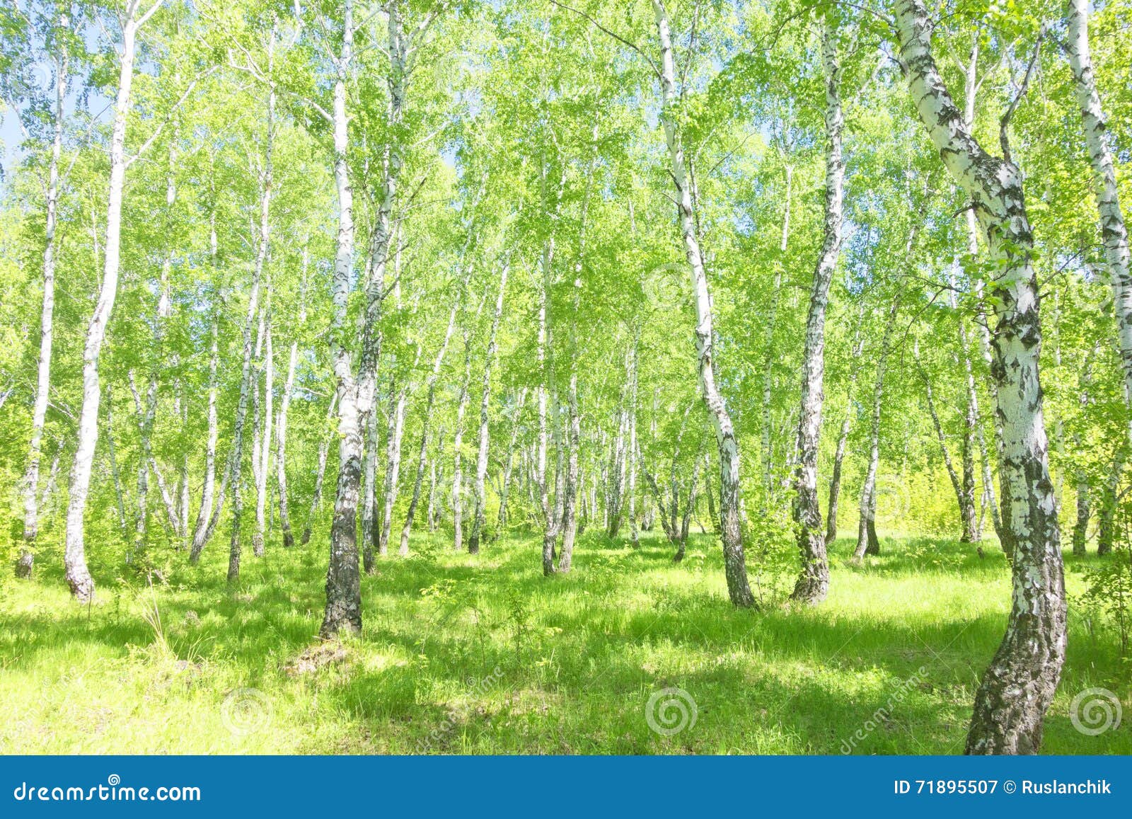 Summer birch forest stock image. Image of tranquil, white - 71895507