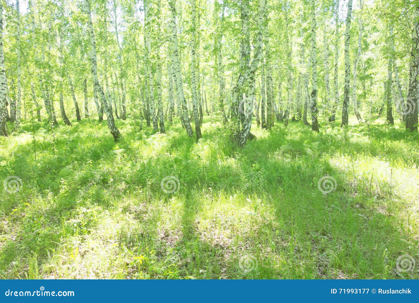 Summer birch forest stock image. Image of plant, environment - 71993177
