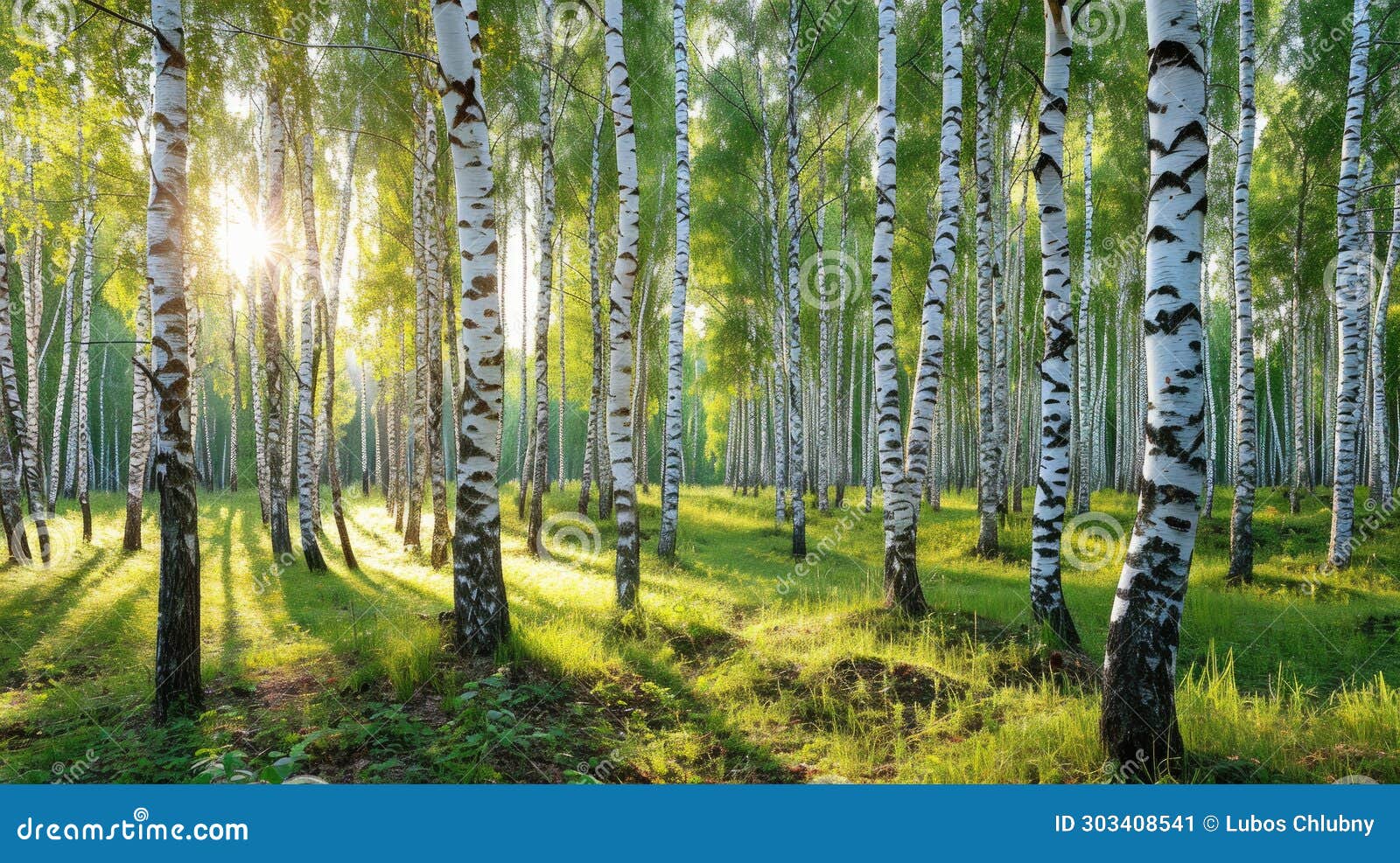 Summer Birch Forest, Beautiful Landscape. Birch Tree Forest Stock ...