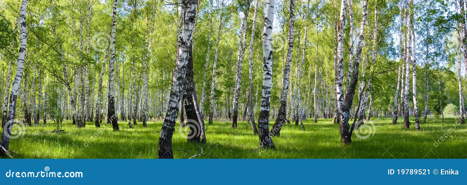 Summer Birch Forest Landscape Stock Image - Image of white, landscape ...