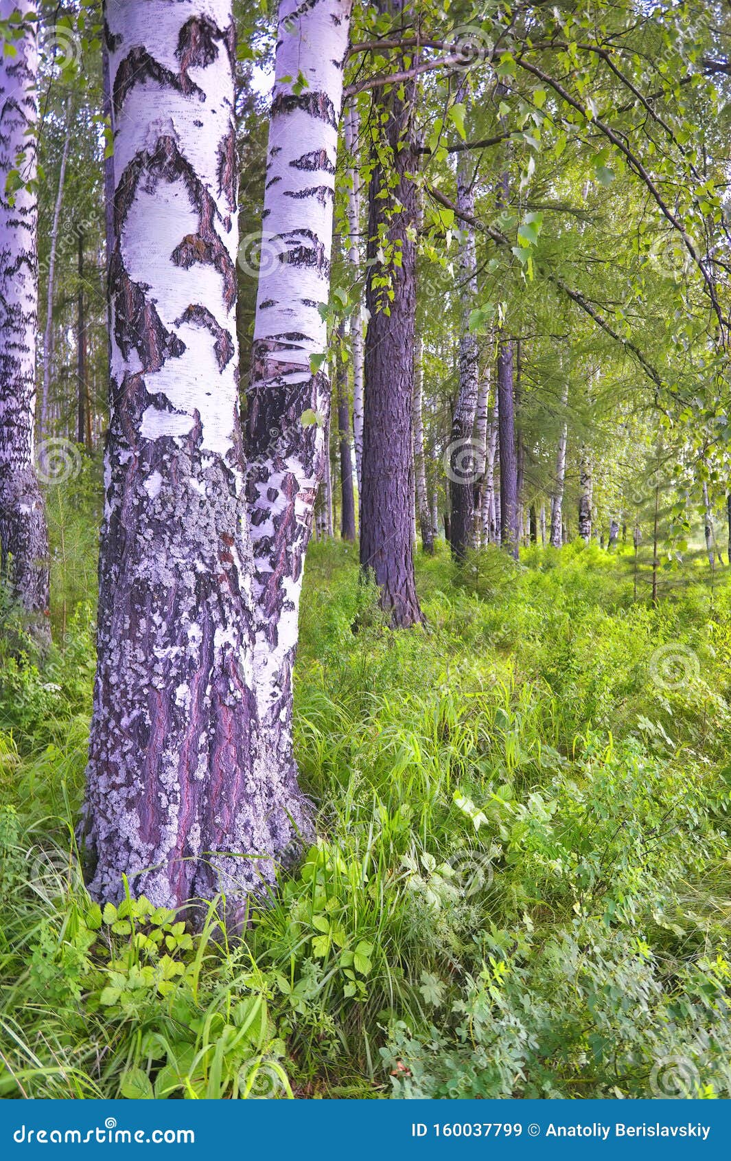 Summer Landscape in a Birch Forest. Summer Birch Forest Landscape View ...