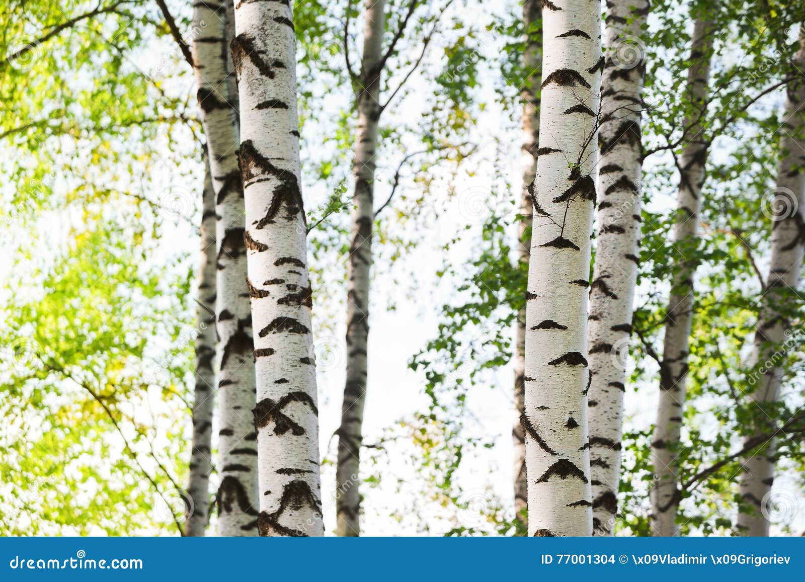 Summer in birch forest stock photo. Image of forest, color - 77001304