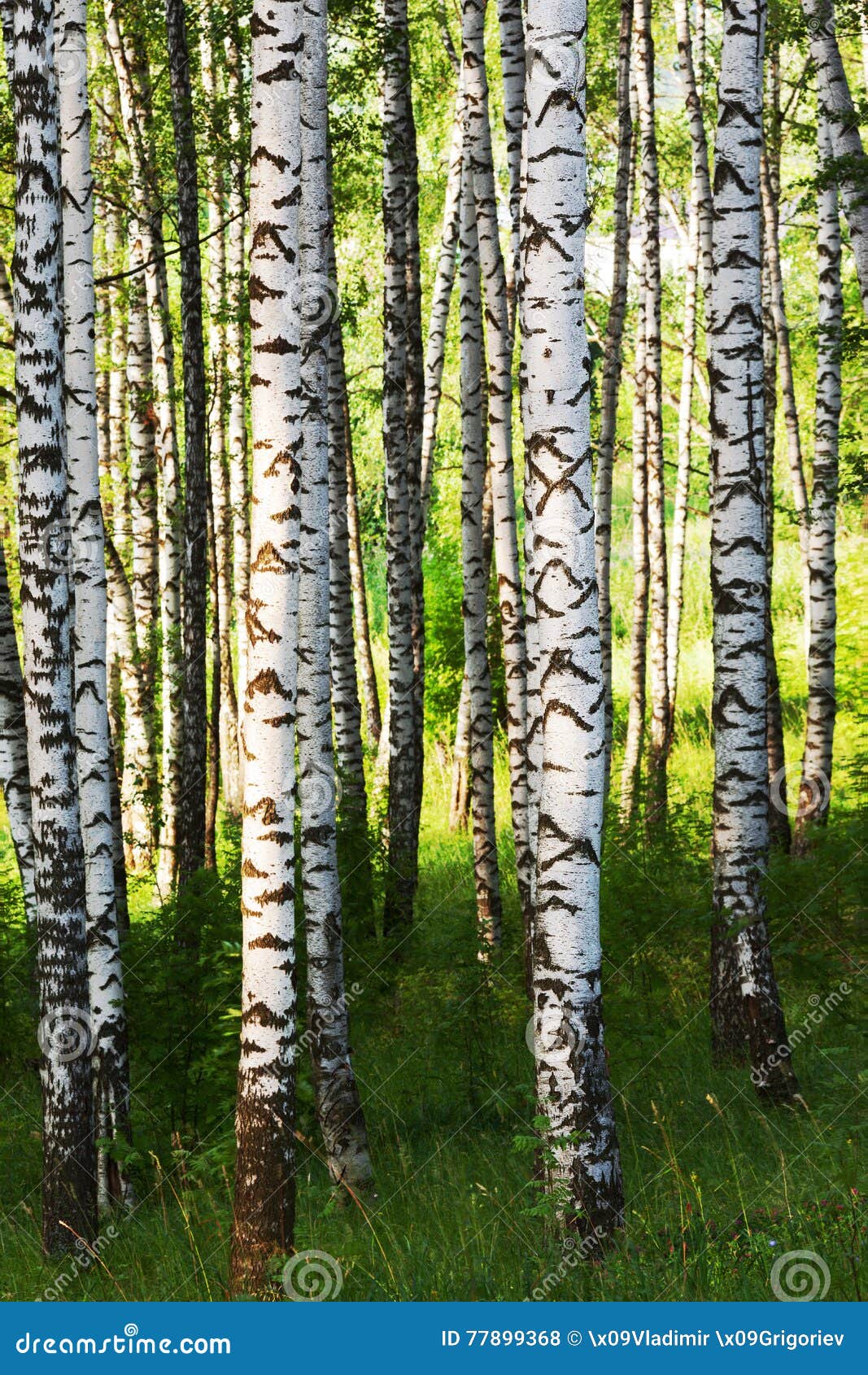 Summer in birch forest stock photo. Image of nature, lush - 77899368