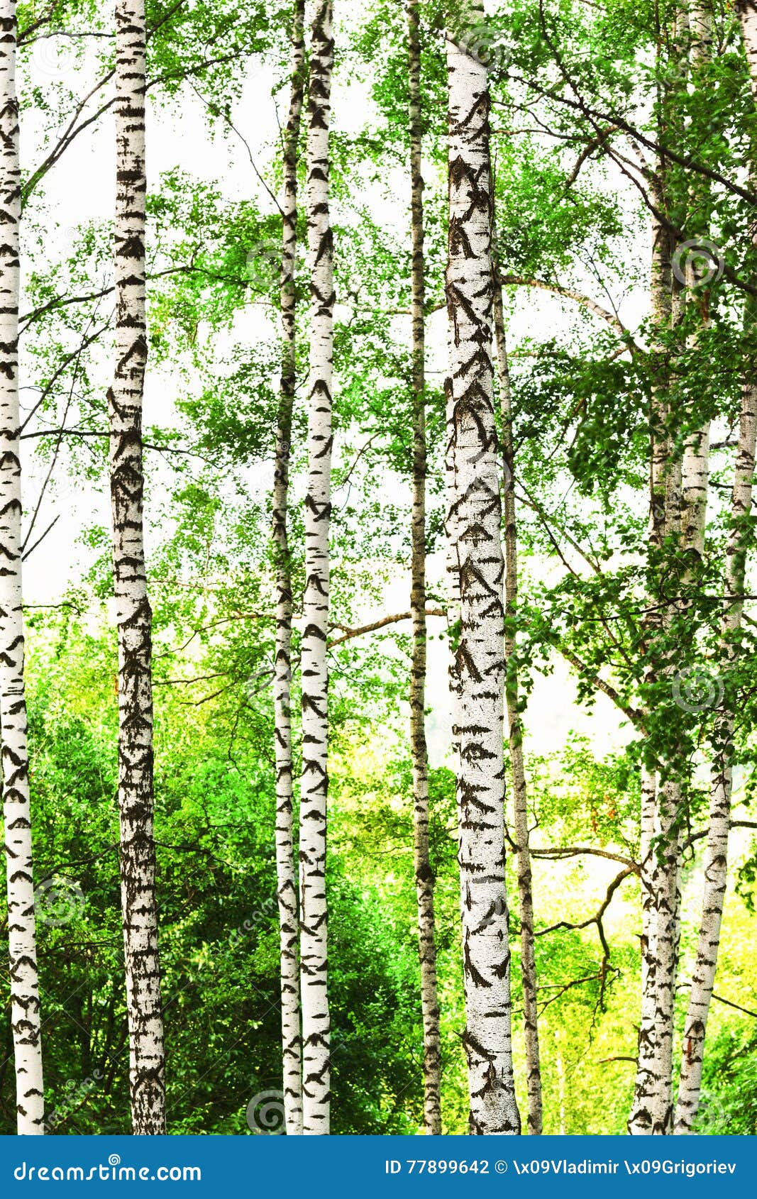 Summer in birch forest stock photo. Image of summer, birch - 77899642
