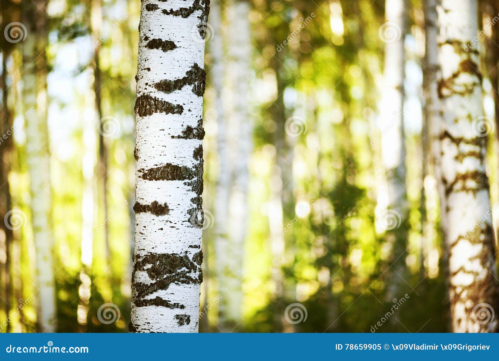 Summer in birch forest stock image. Image of lush, tree - 78659905