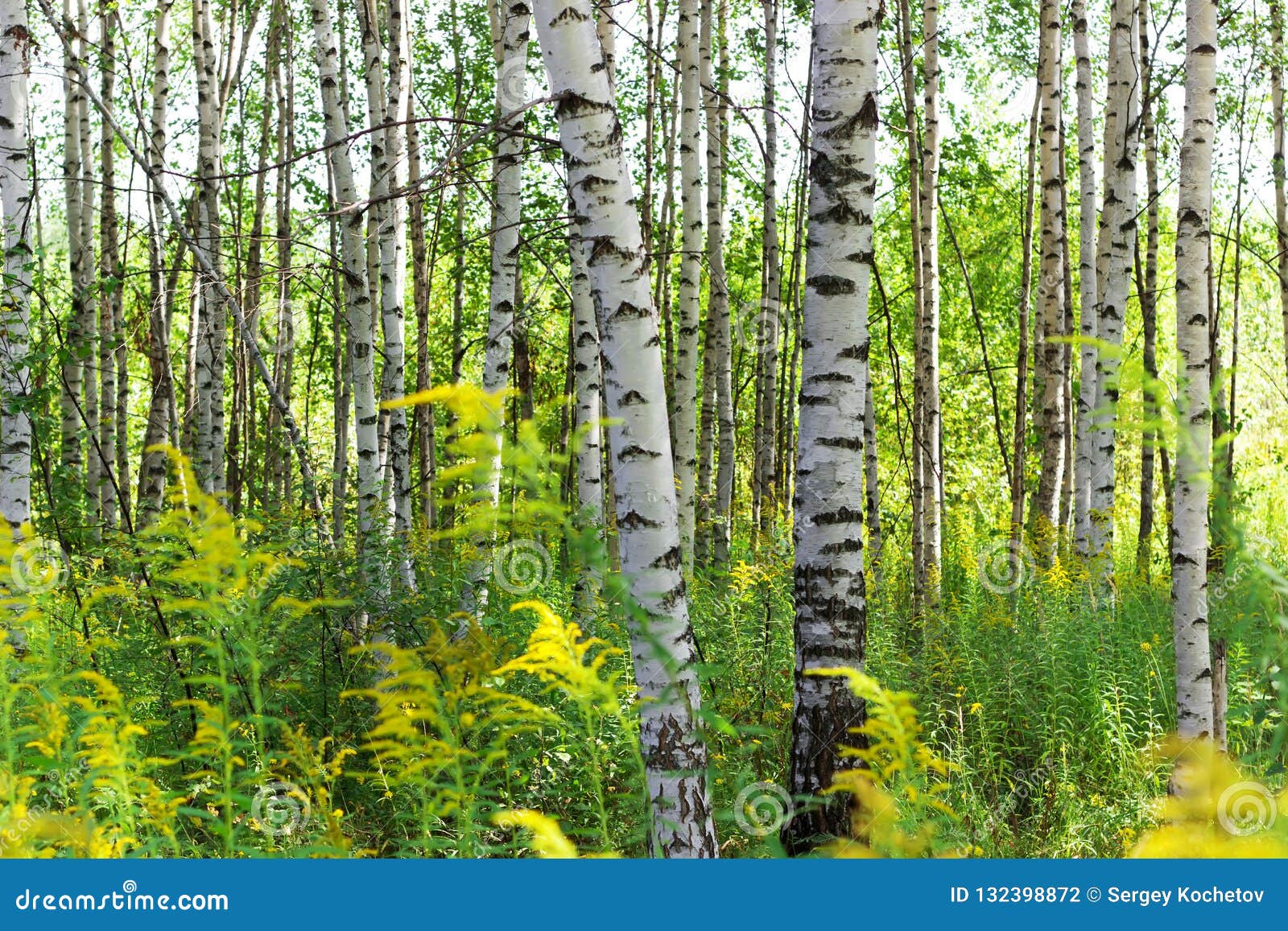 Summer Birch Forests in Sunlight. Sunny Summer Day. Stock Photo - Image ...