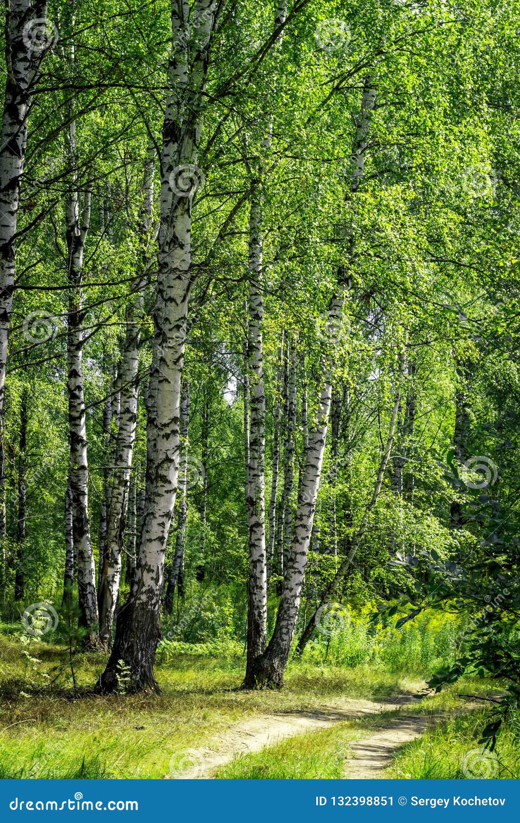 Summer Birch Forests in Sunlight. Sunny Summer Day. Stock Image - Image ...