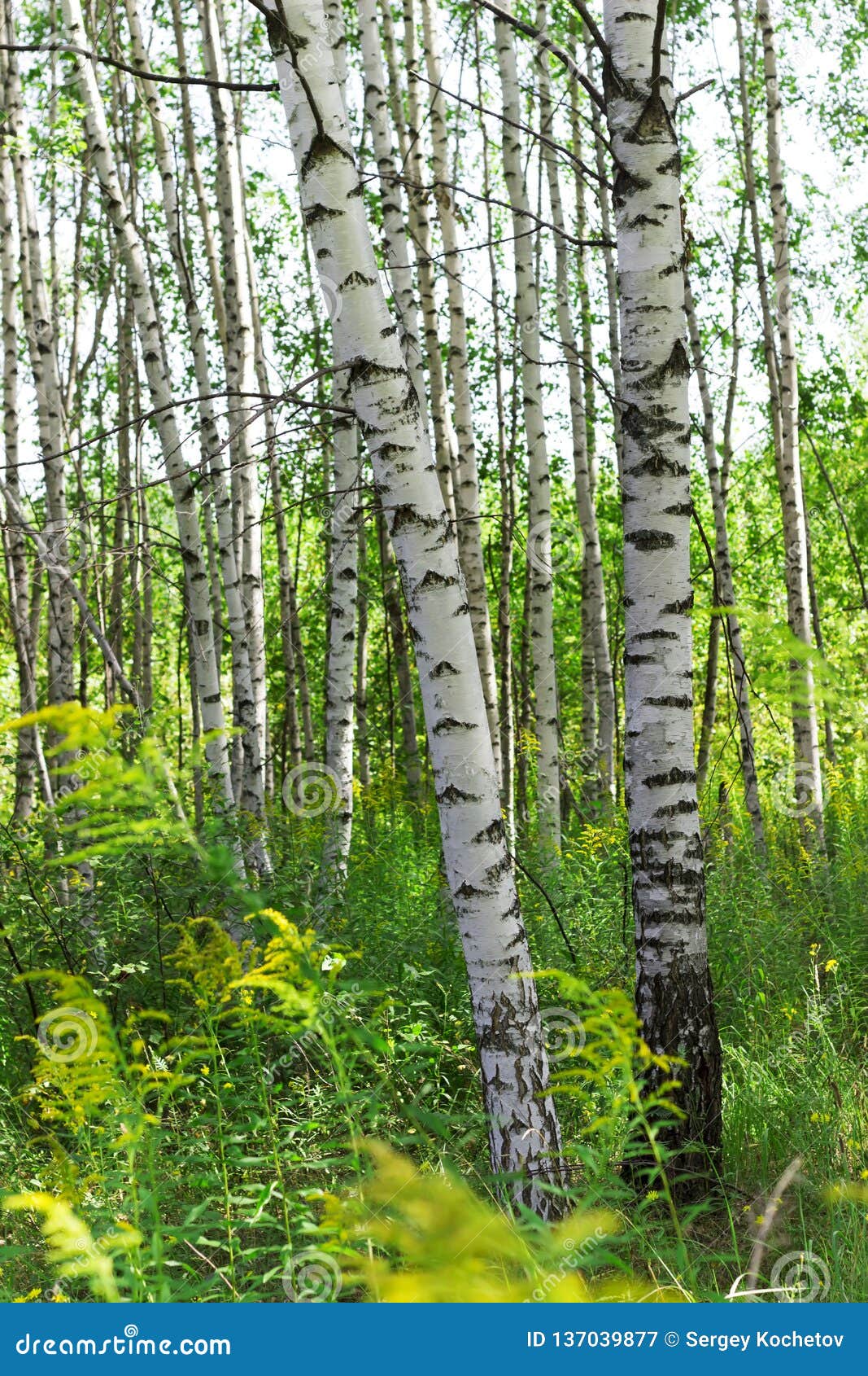Summer Birch Forests in Sunlight. Sunny Summer Day. Stock Image - Image ...