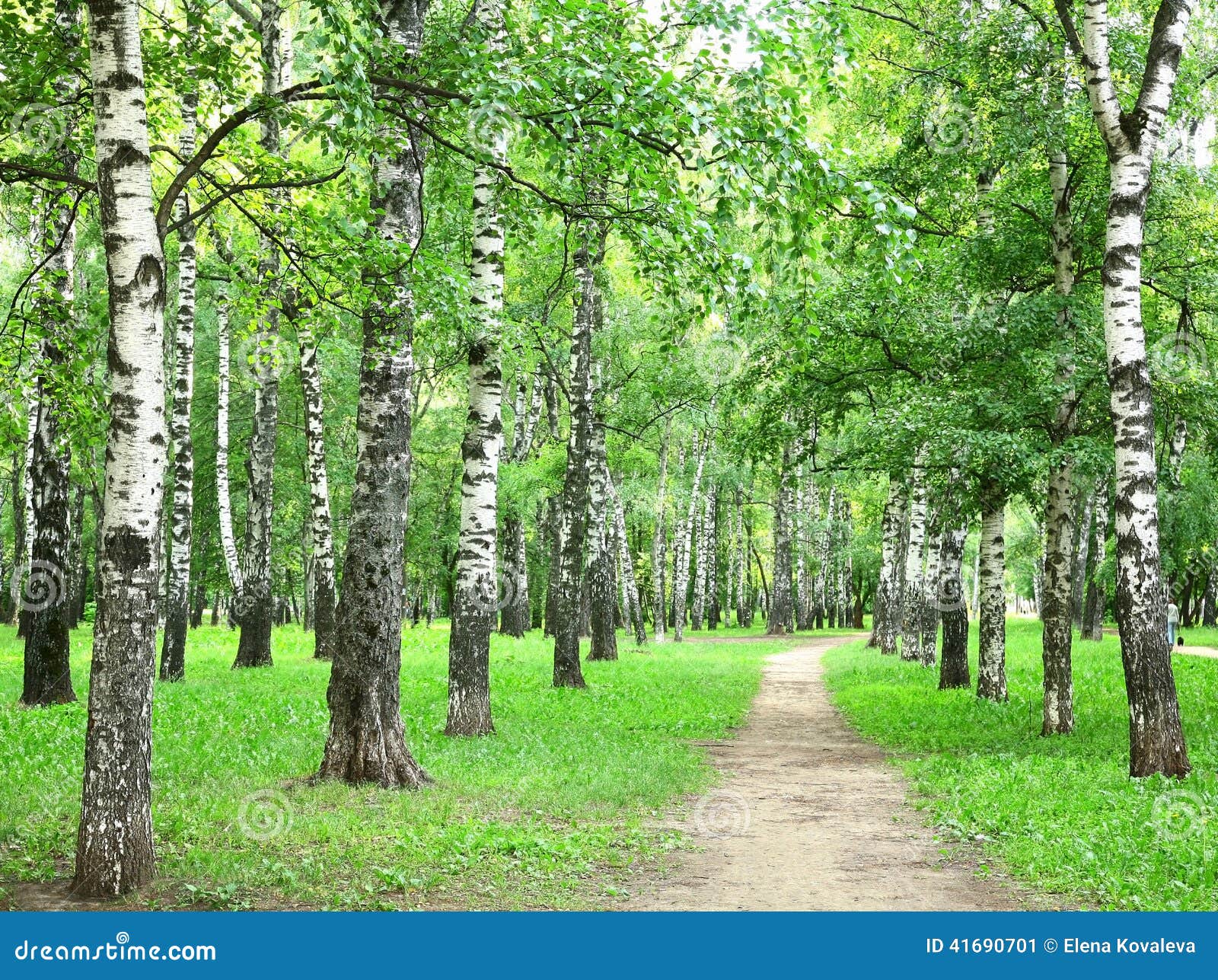 Summer Birch Grove in the Evening Stock Image - Image of freshness ...