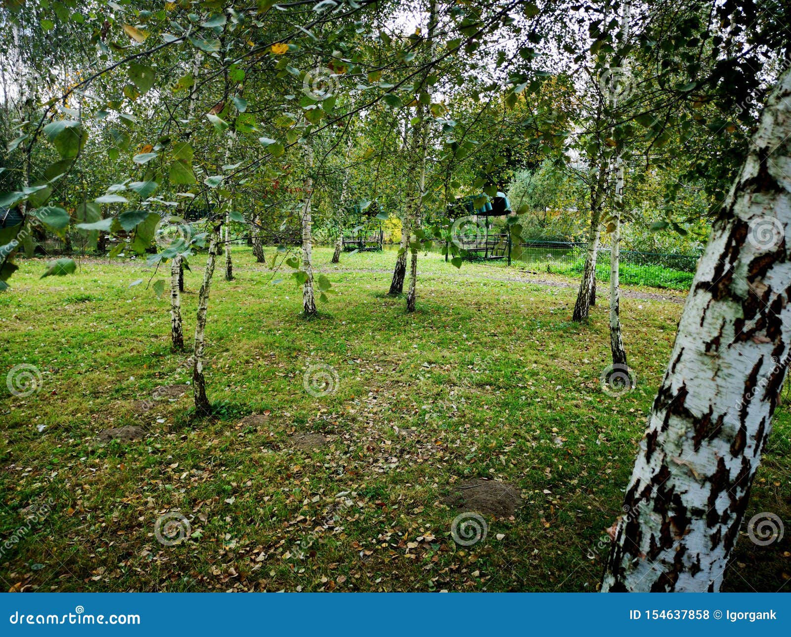 Summer birch tree forests stock photo. Image of environment - 154637858