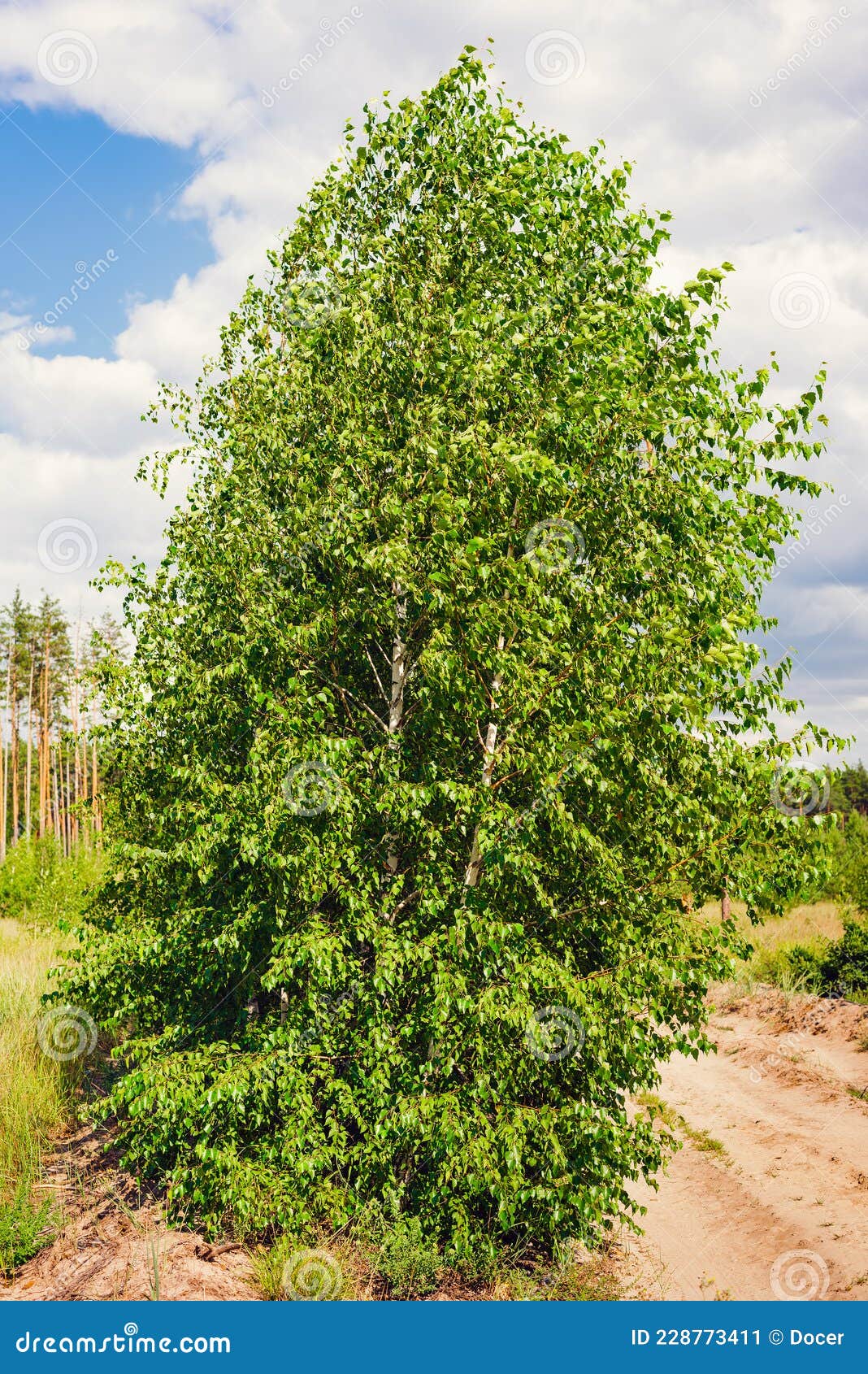 Summer Birch Tree on Rural Background Stock Image - Image of lush, wild ...