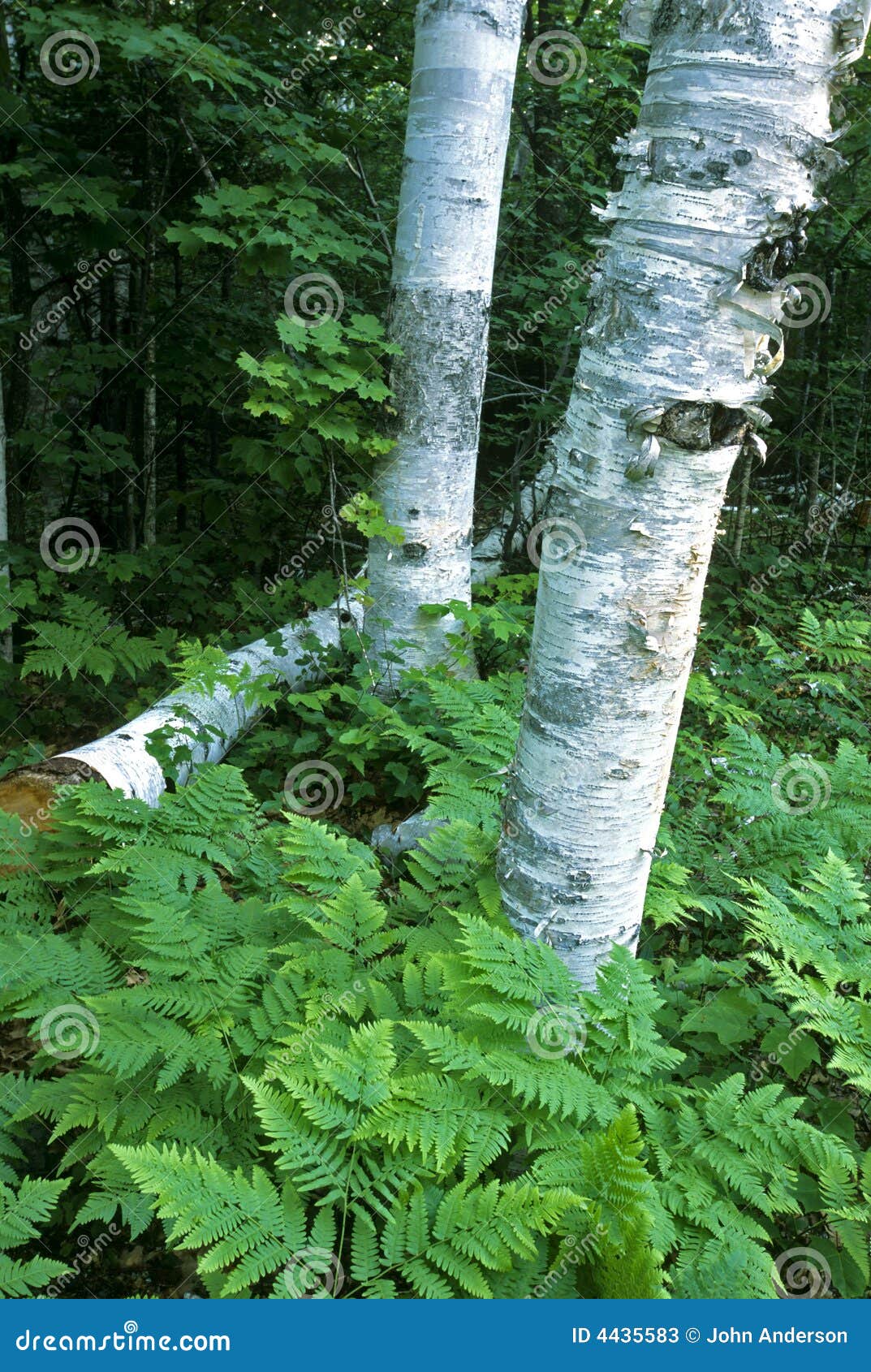 Summer birch trees stock image. Image of trees, white - 4435583