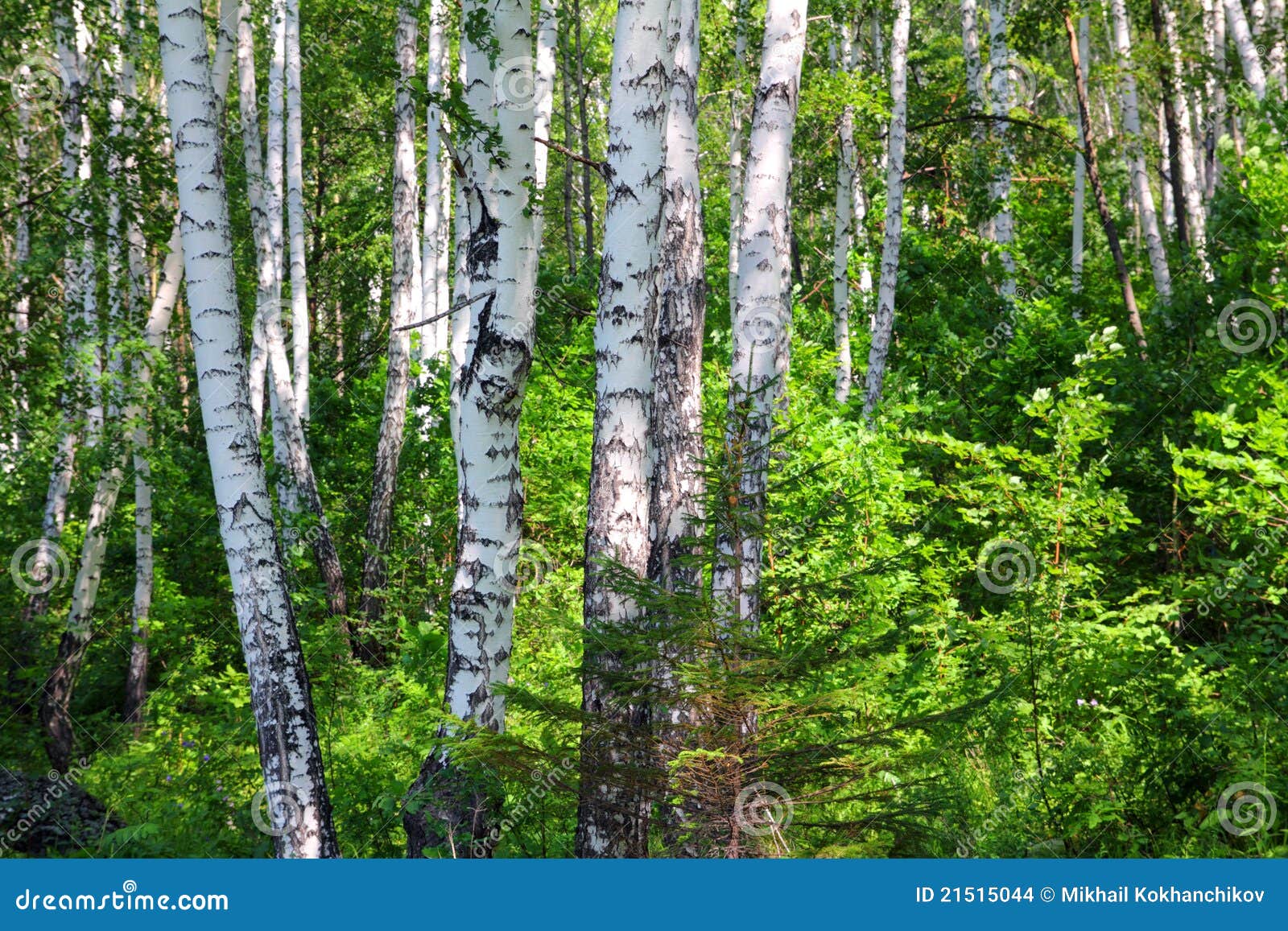 Summer birch woods stock photo. Image of ornamental, striped - 21515044