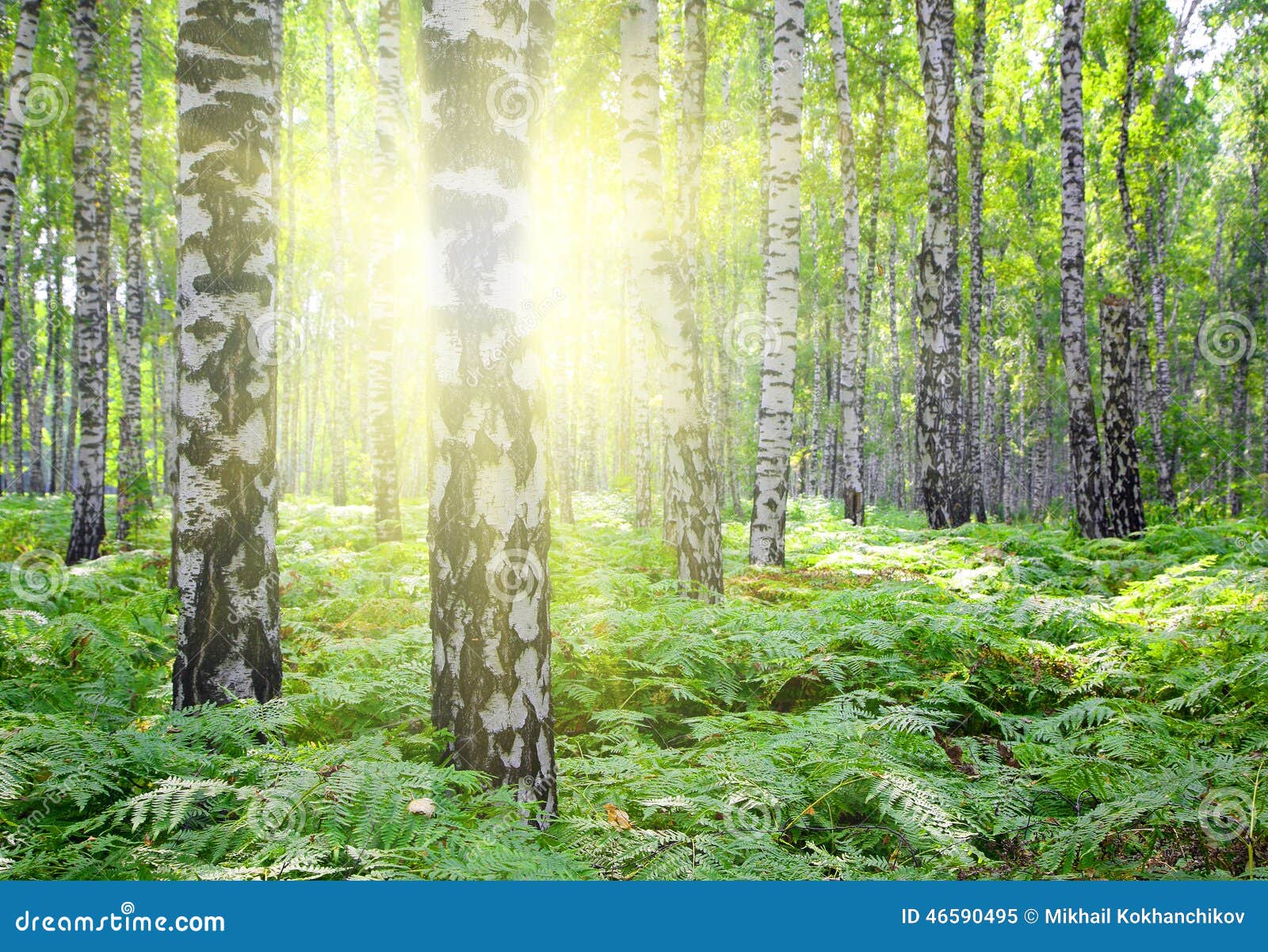 Summer Birch Woods with Sun Stock Image - Image of plant, brown: 46590495