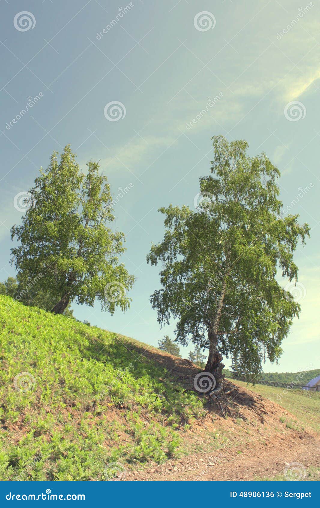 Summer birches stock photo. Image of travel, white, birch - 48906136