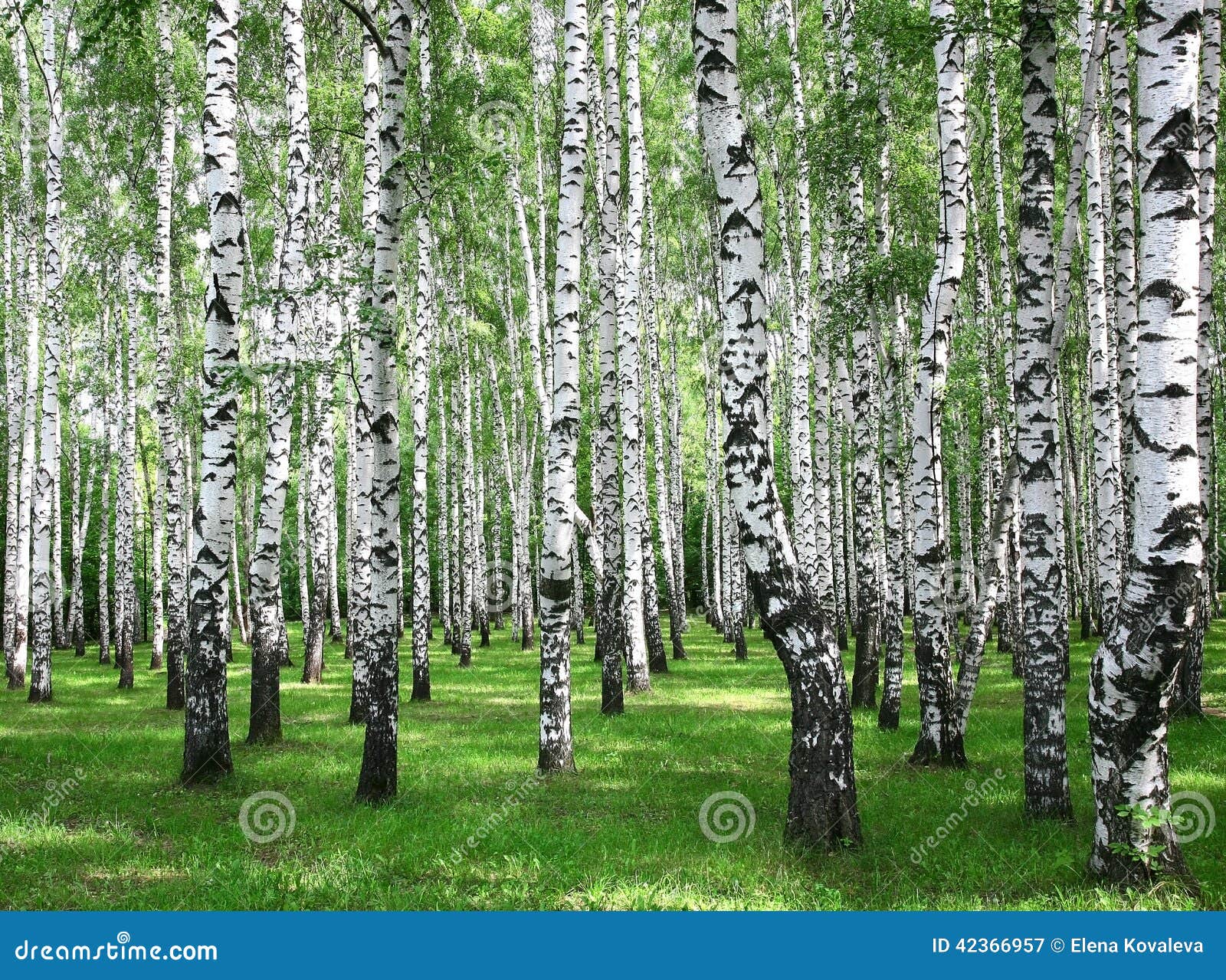 Summer birches stock image. Image of light, forest, leaves - 42366957