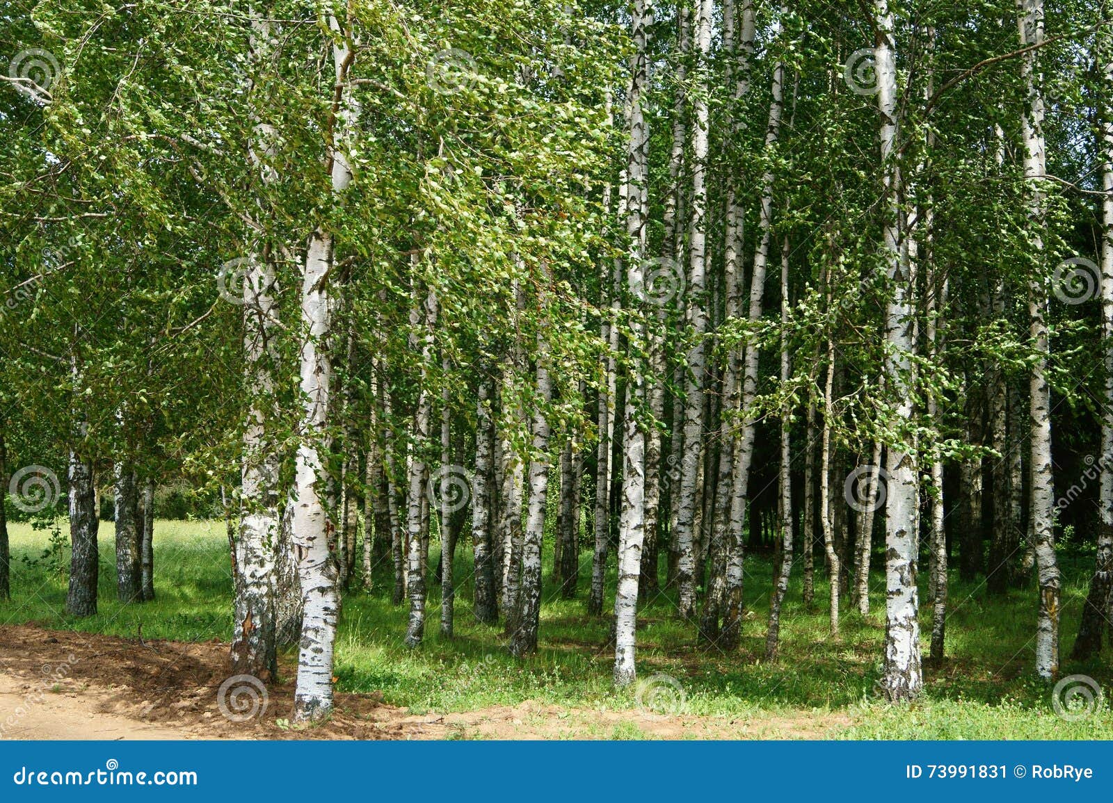 Summer birches stock image. Image of centre, poetry, white - 73991831