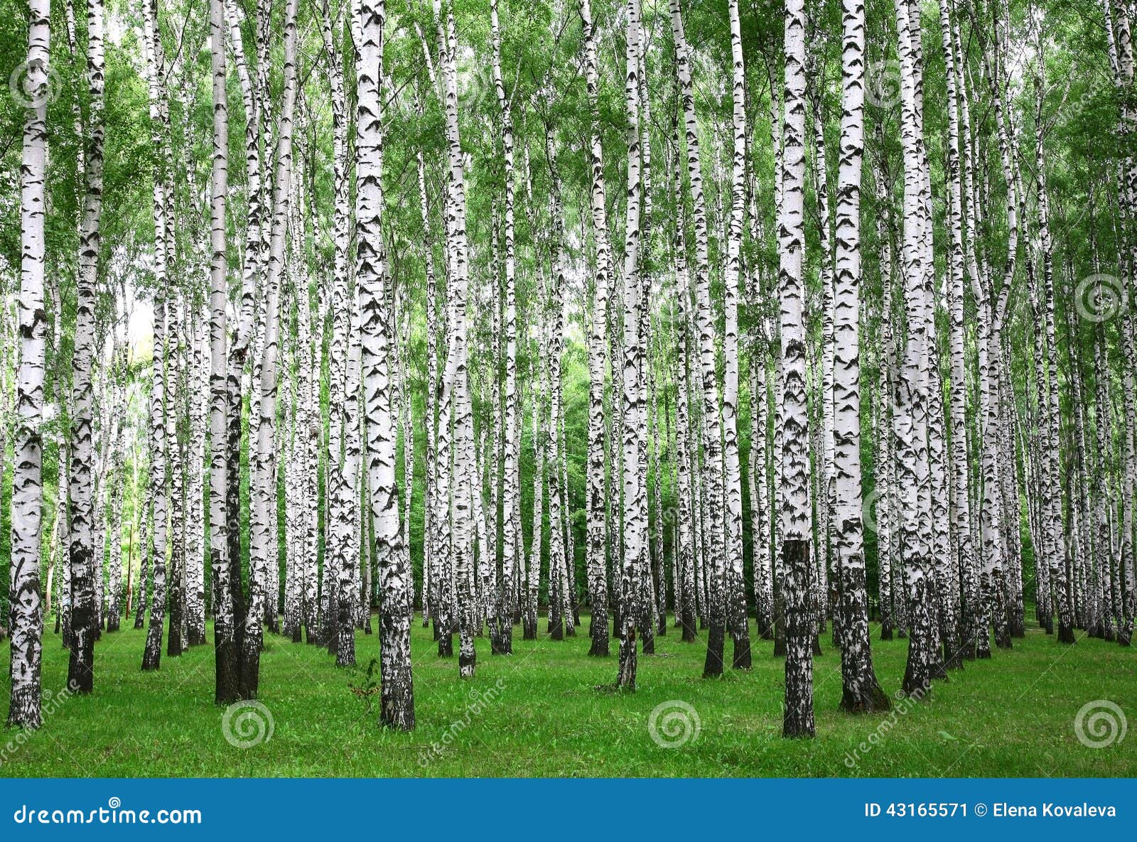 Summer birches trees stock image. Image of park, forest - 43165571