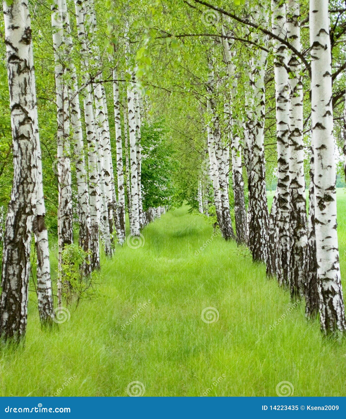 Summer birchwood stock image. Image of descriptive, summer - 14223435
