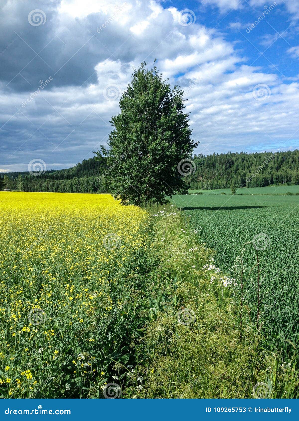 Summer Blooming Raps Field Half and Half Stock Image - Image of blue ...