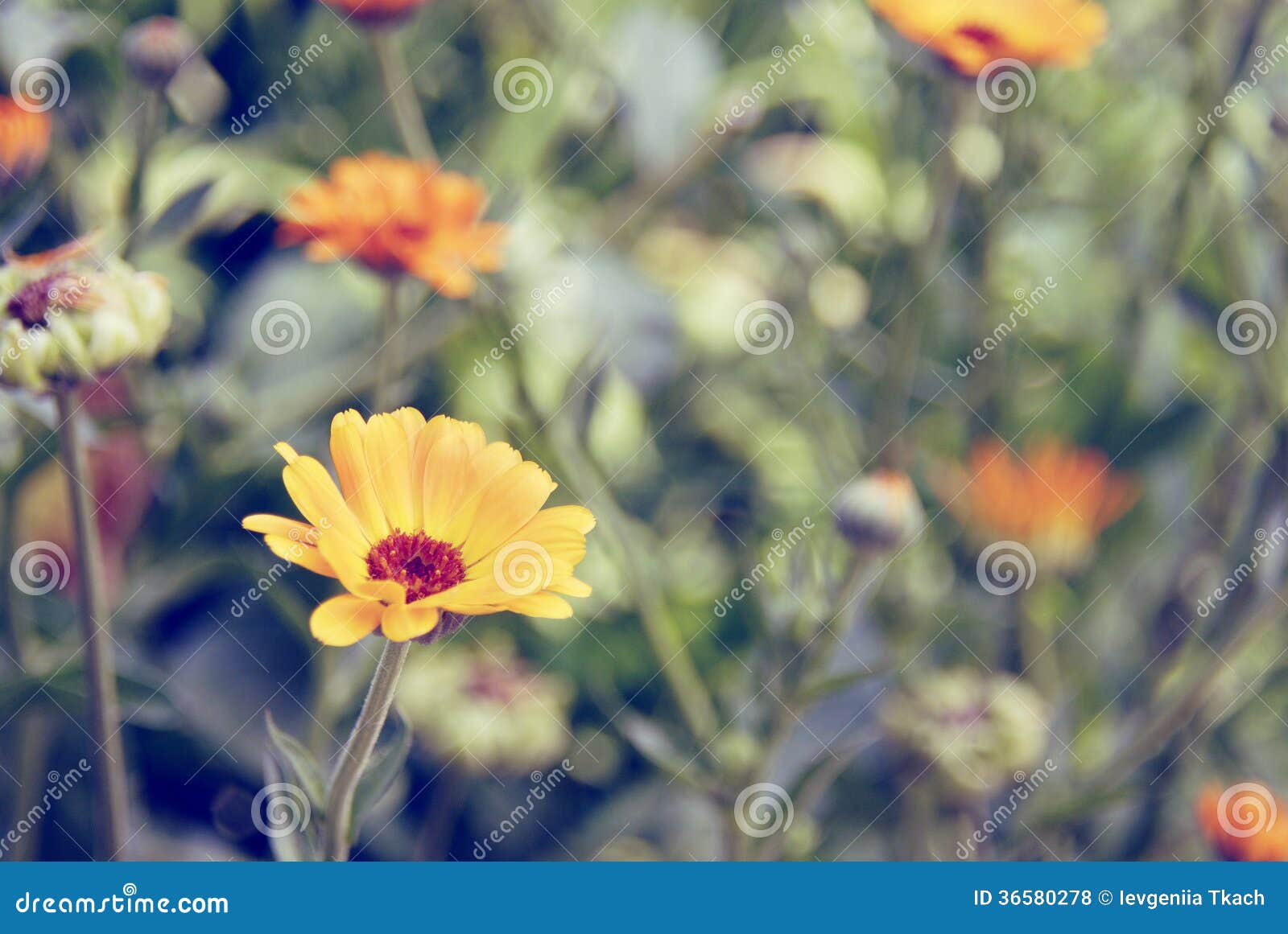 Summer Blossoming of Calendula Stock Photo - Image of lawn, medicine ...