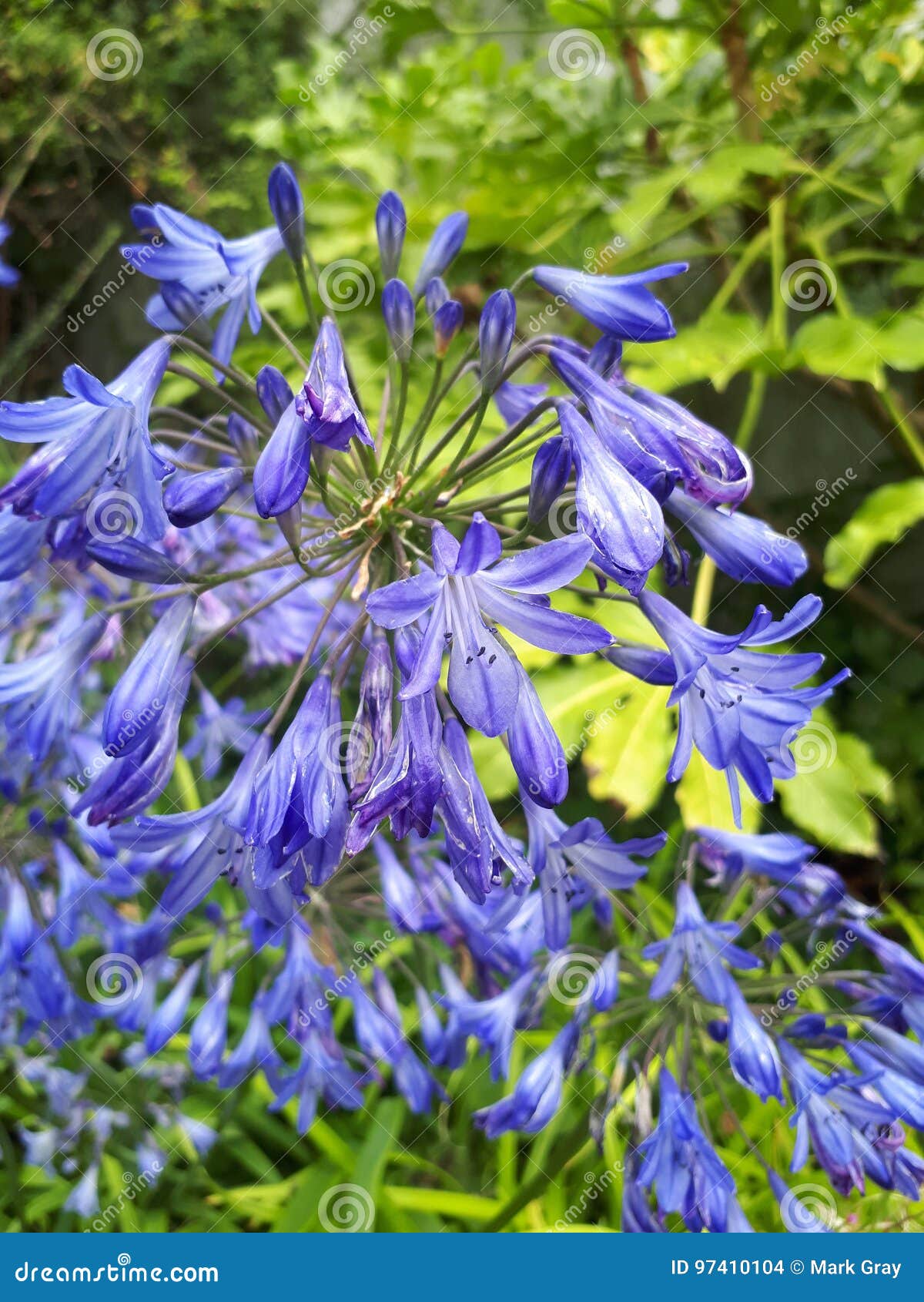 Summer Blue stock photo. Image of flowers, garden, blue - 97410104