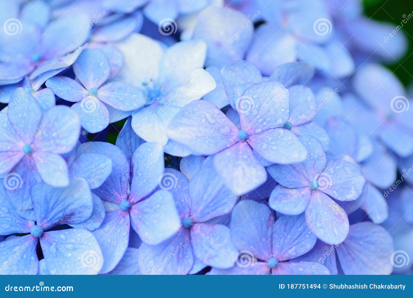 Summer Blue Hydrangea Flowers with Rain Droplets Stock Photo - Image of ...