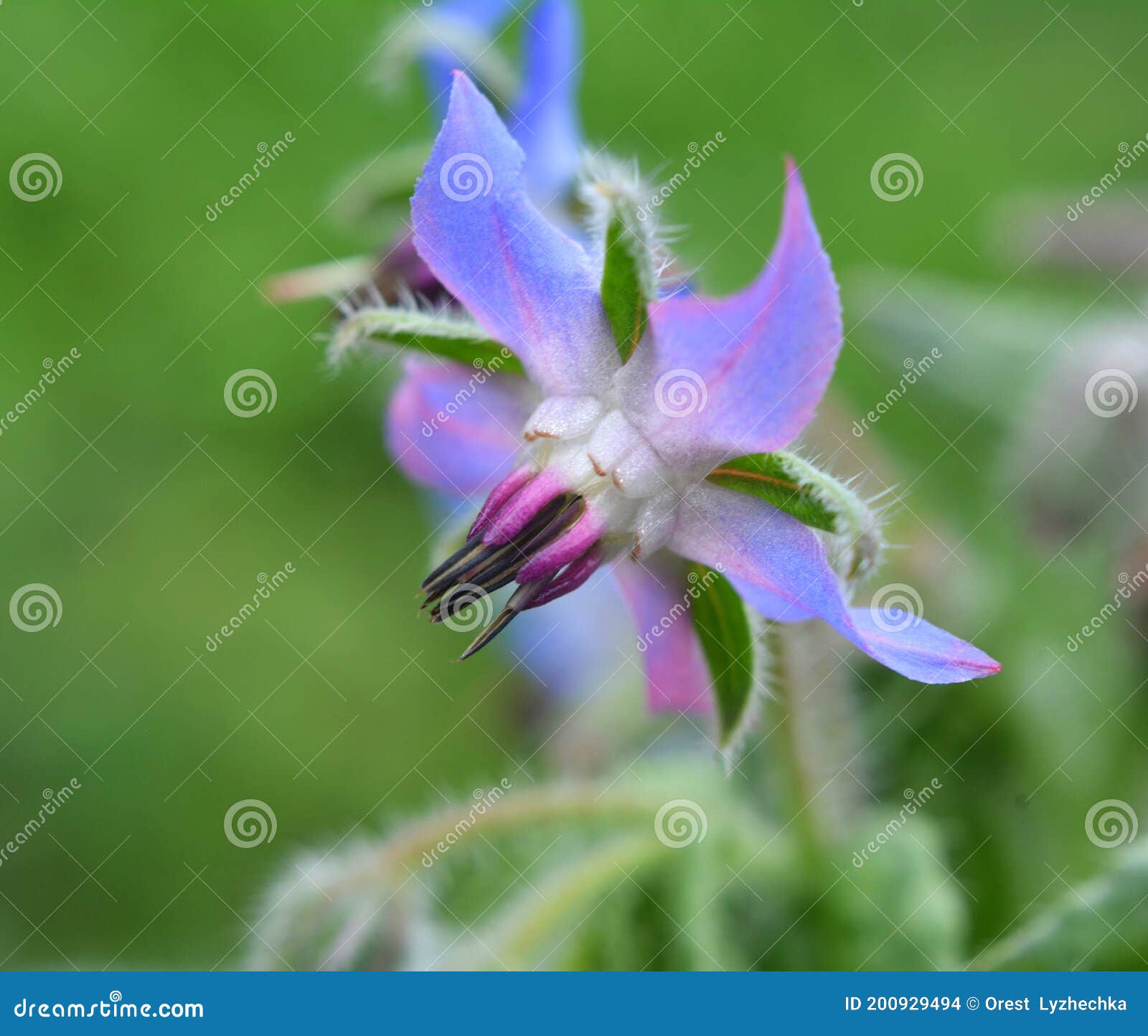Borage Borago Officinalis Grows in Nature Stock Photo - Image of borago ...