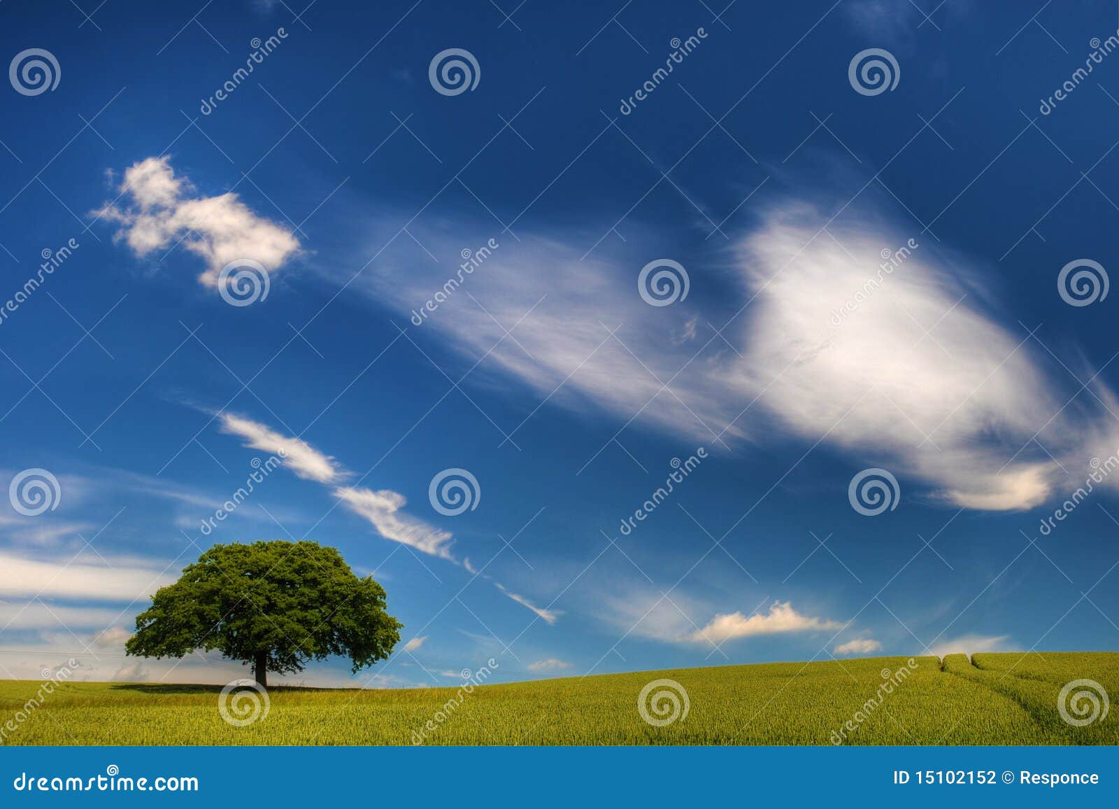 Summer breeze stock photo. Image of fluffy, green, skys - 15102152