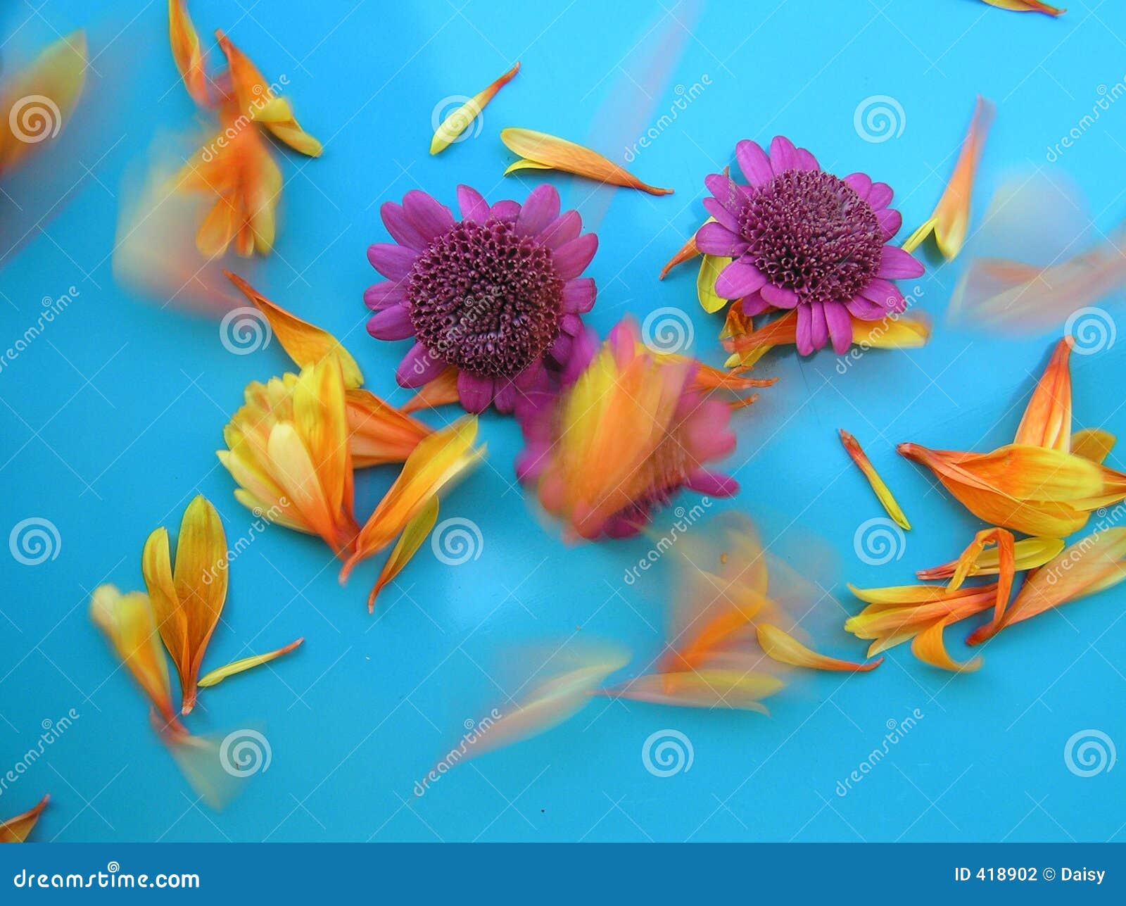 Summer breeze stock photo. Image of wind, purple, orange - 418902