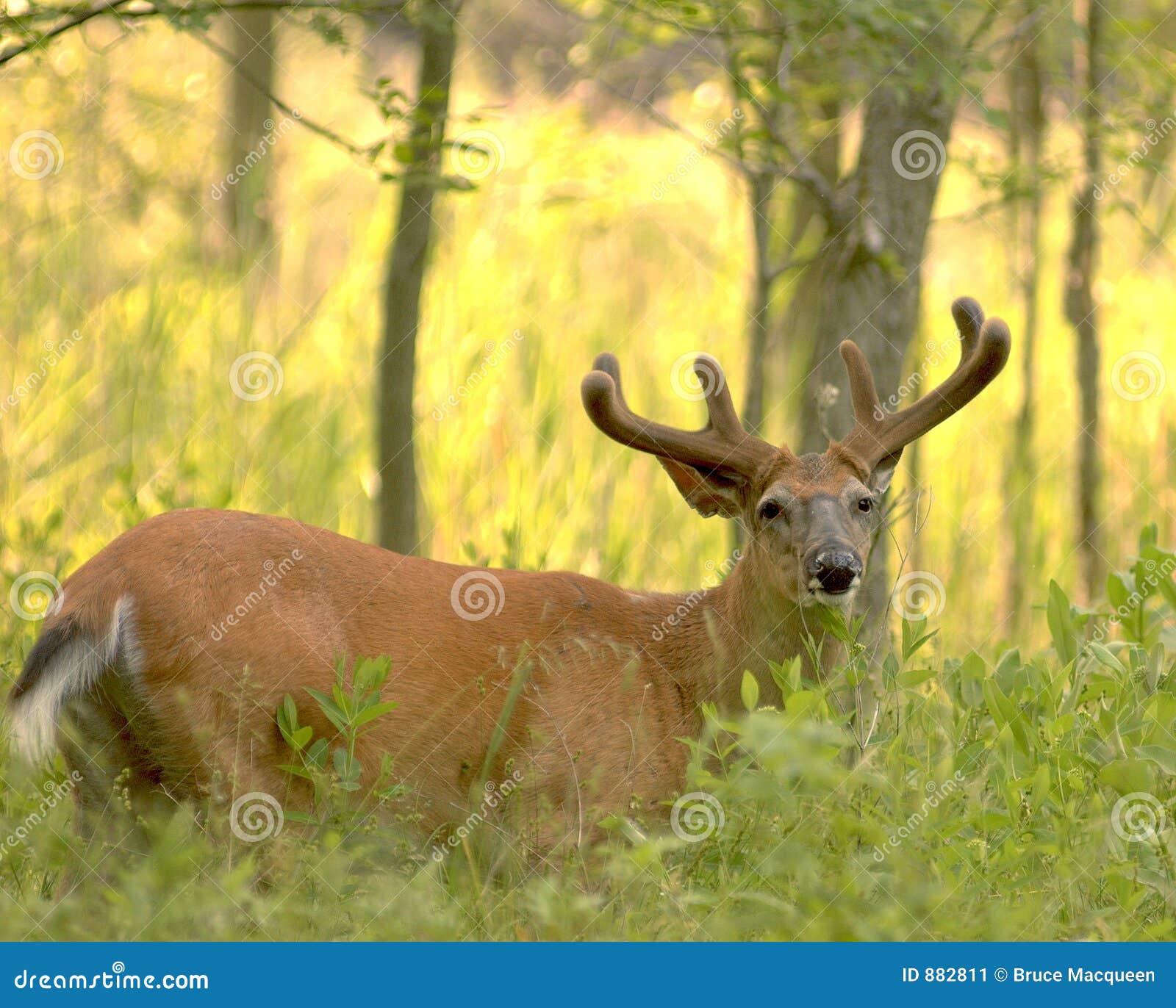 Summer Buck 1 stock image. Image of thickets, stag, wildlife - 882811