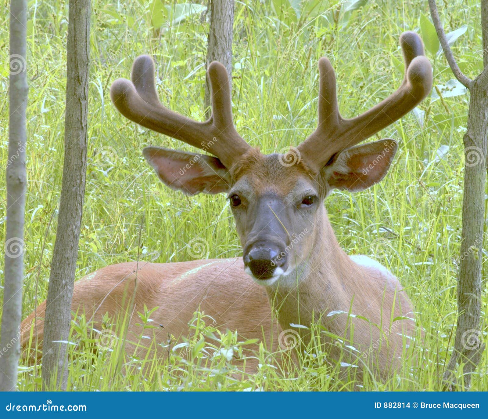 Summer Buck 2 stock photo. Image of antlers, velvet, animal - 882814