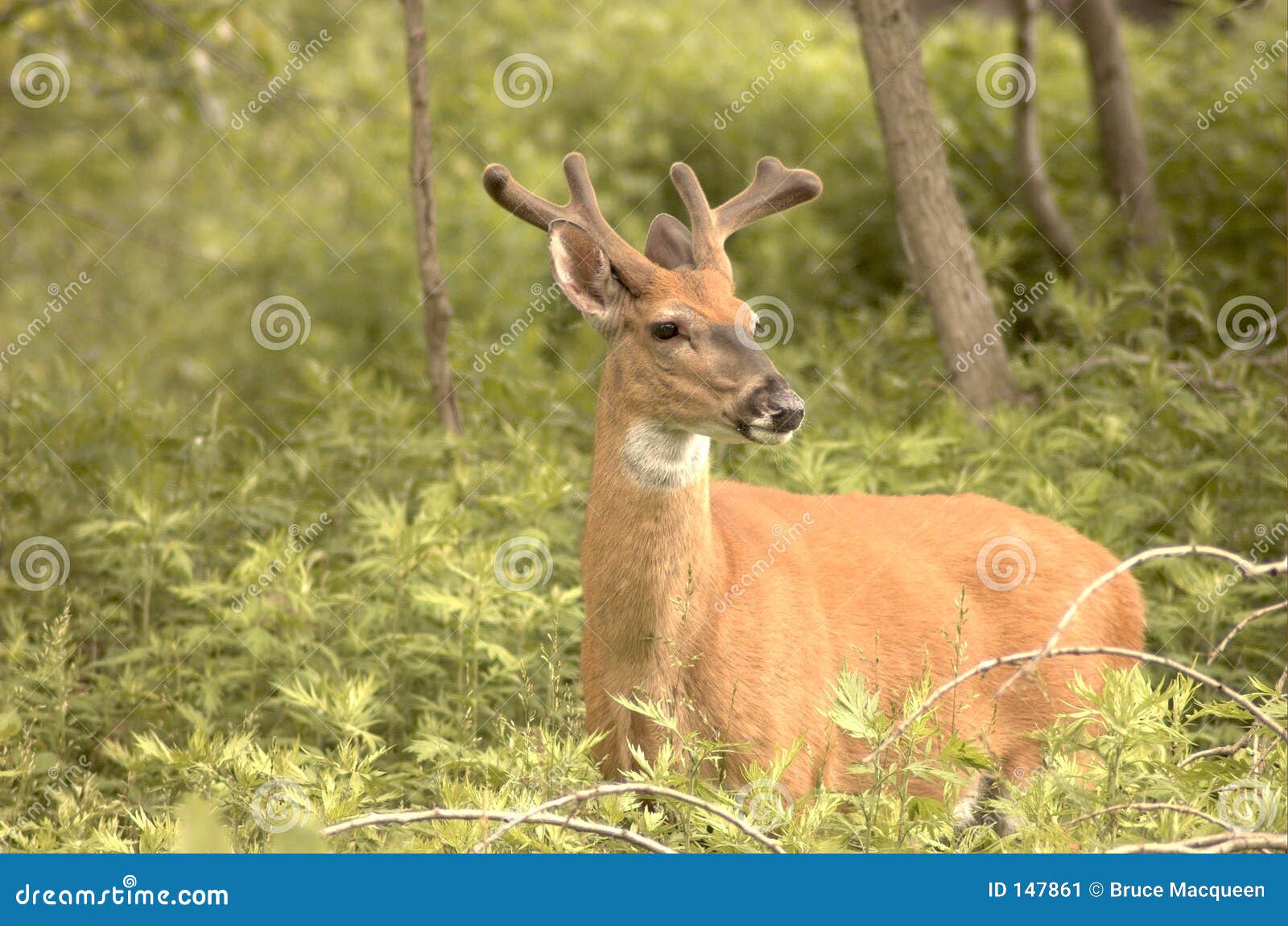 Summer Buck 3 stock image. Image of forests, deer, woods - 147861